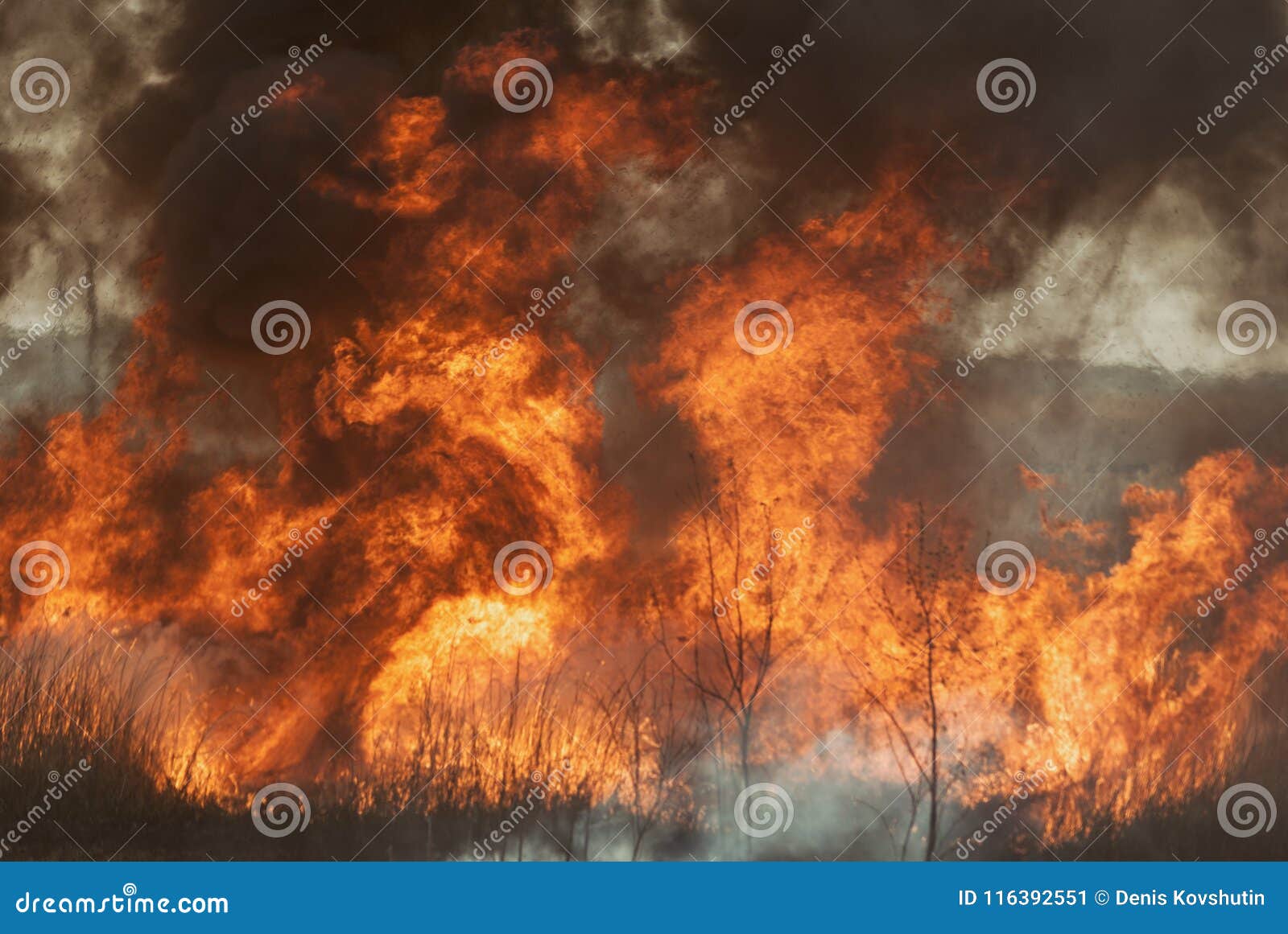 The Raging Flame of Fire Burn in the Fields, Forests and Black Thick ...