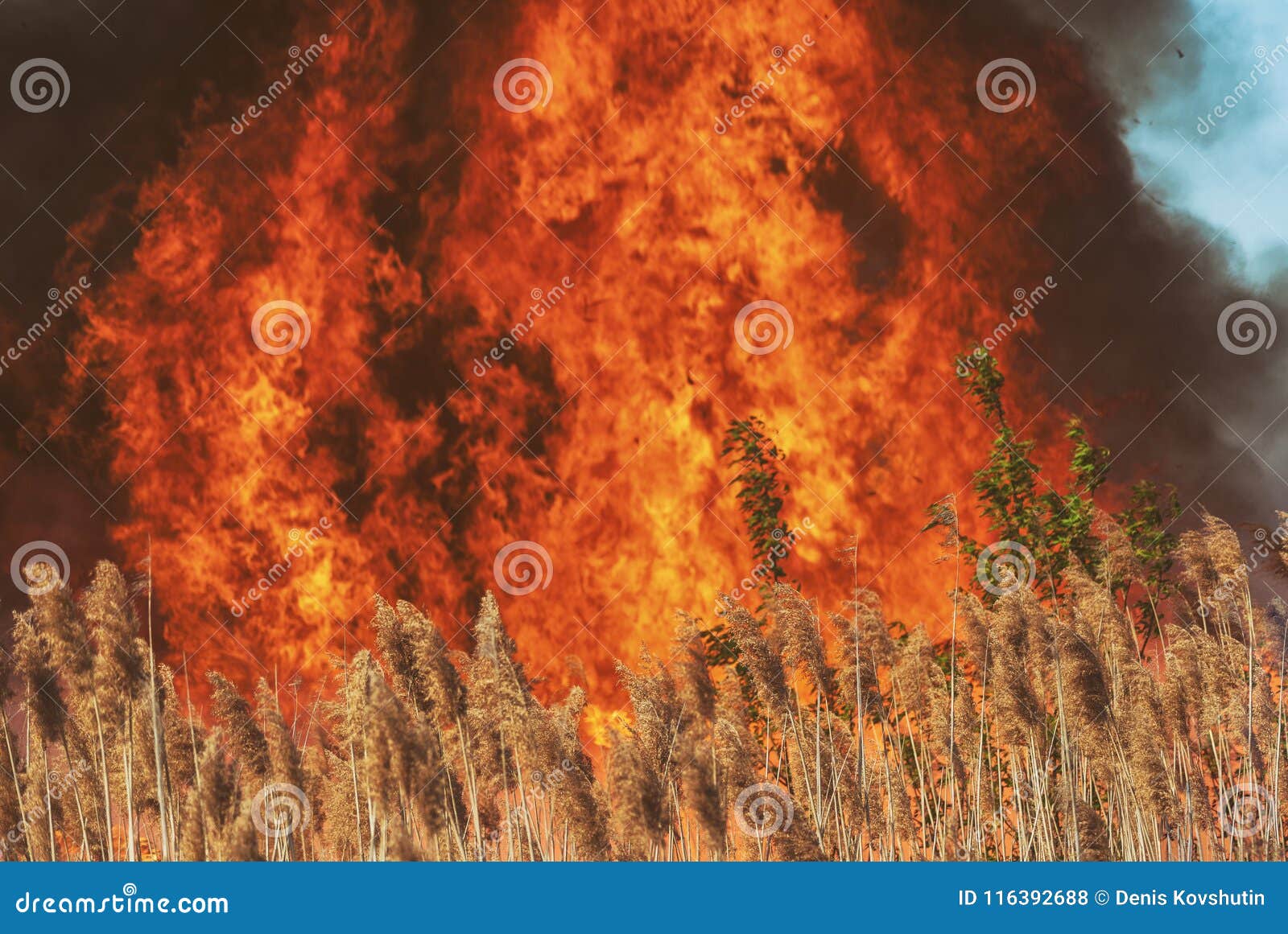 The Raging Flame of Fire Burn in the Fields, Forests and Black Thick ...