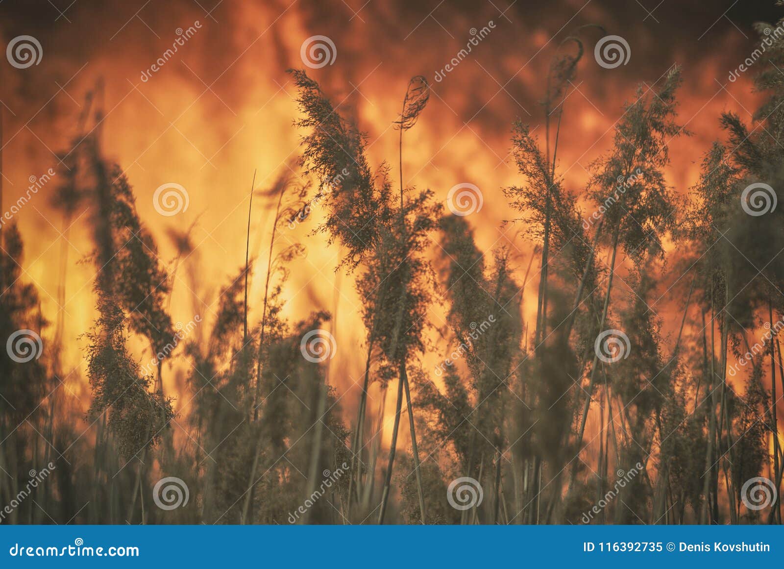 The Raging Flame of Fire Burn in the Fields, Forests and Black Thick ...