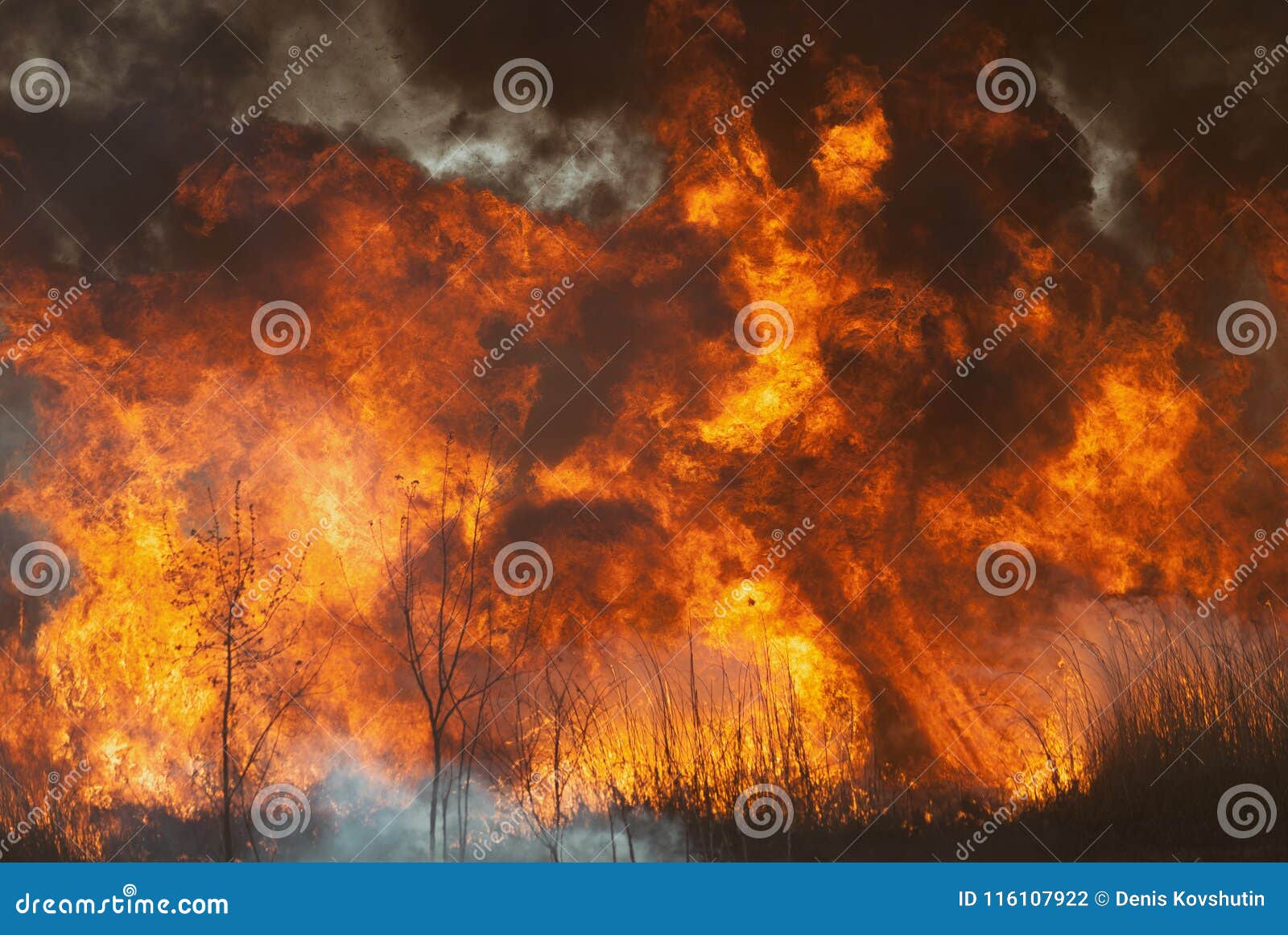 The Raging Flame of Fire Burn in the Fields, Forests and Black Thick ...