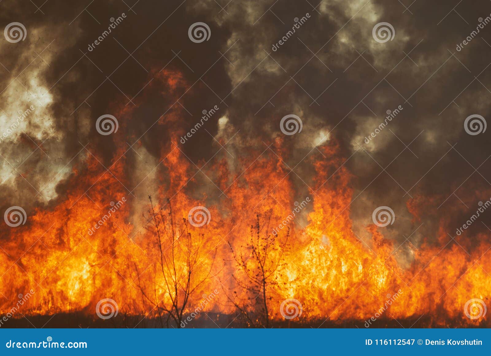 The Raging Flame of Fire Burn in the Fields, Forests and Black Thick ...
