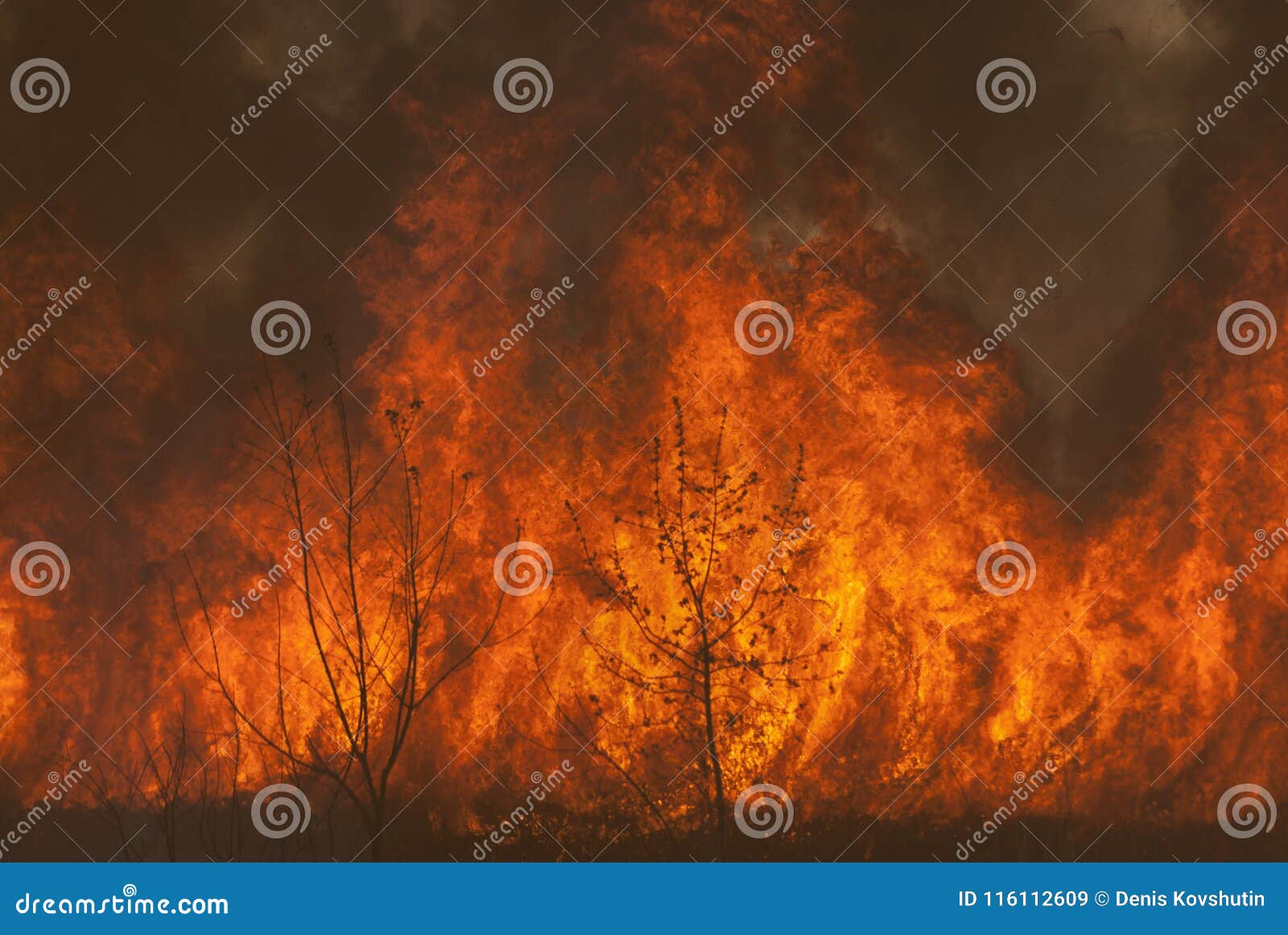 The Raging Flame of Fire Burn in the Fields, Forests and Black Thick ...
