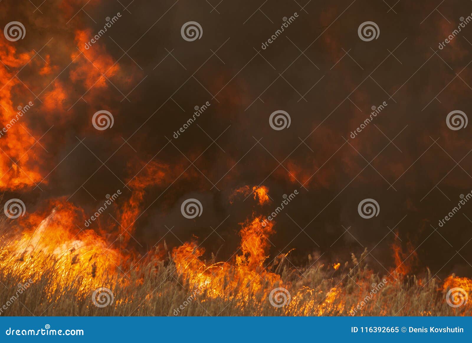 The Raging Flame of Fire Burn in the Fields, Forests and Black Thick ...