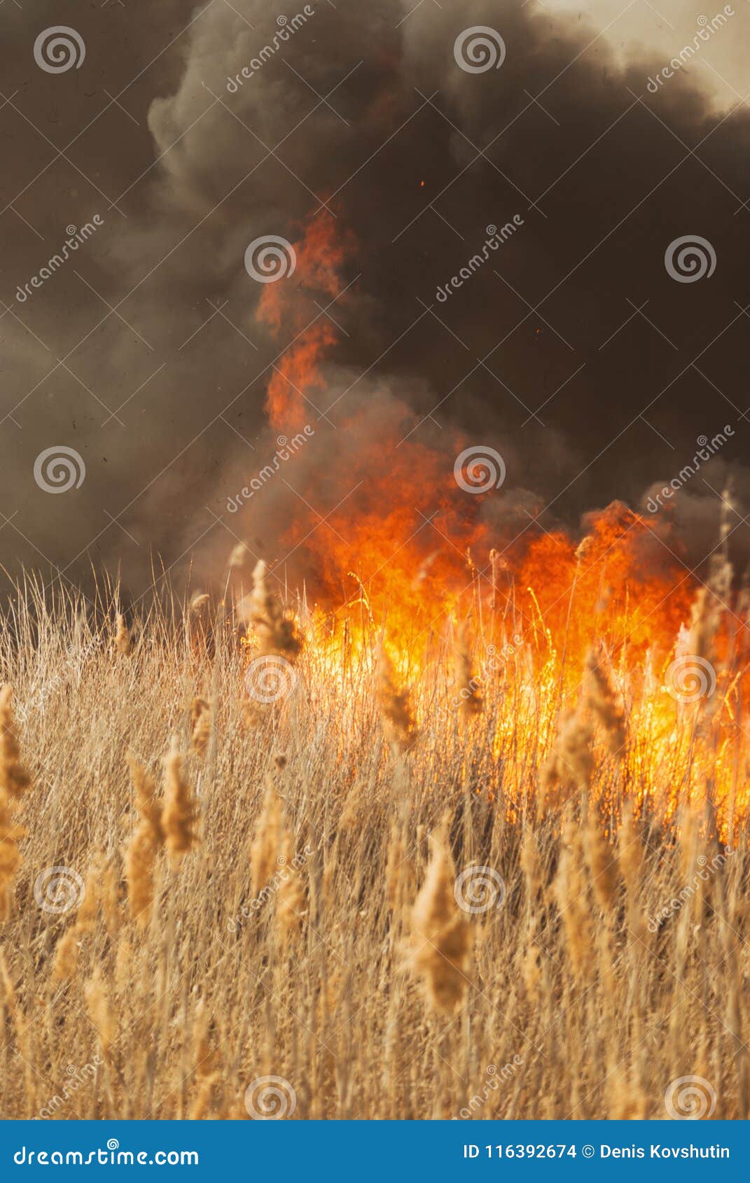 The Raging Flame of Fire Burn in the Fields, Forests and Black Thick ...