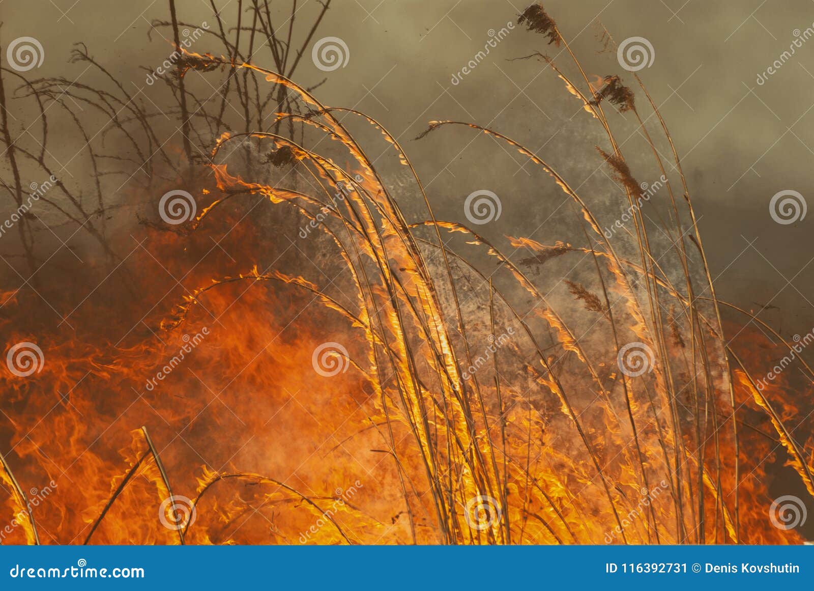 The Raging Flame of Fire Burn in the Fields, Forests and Black Thick ...