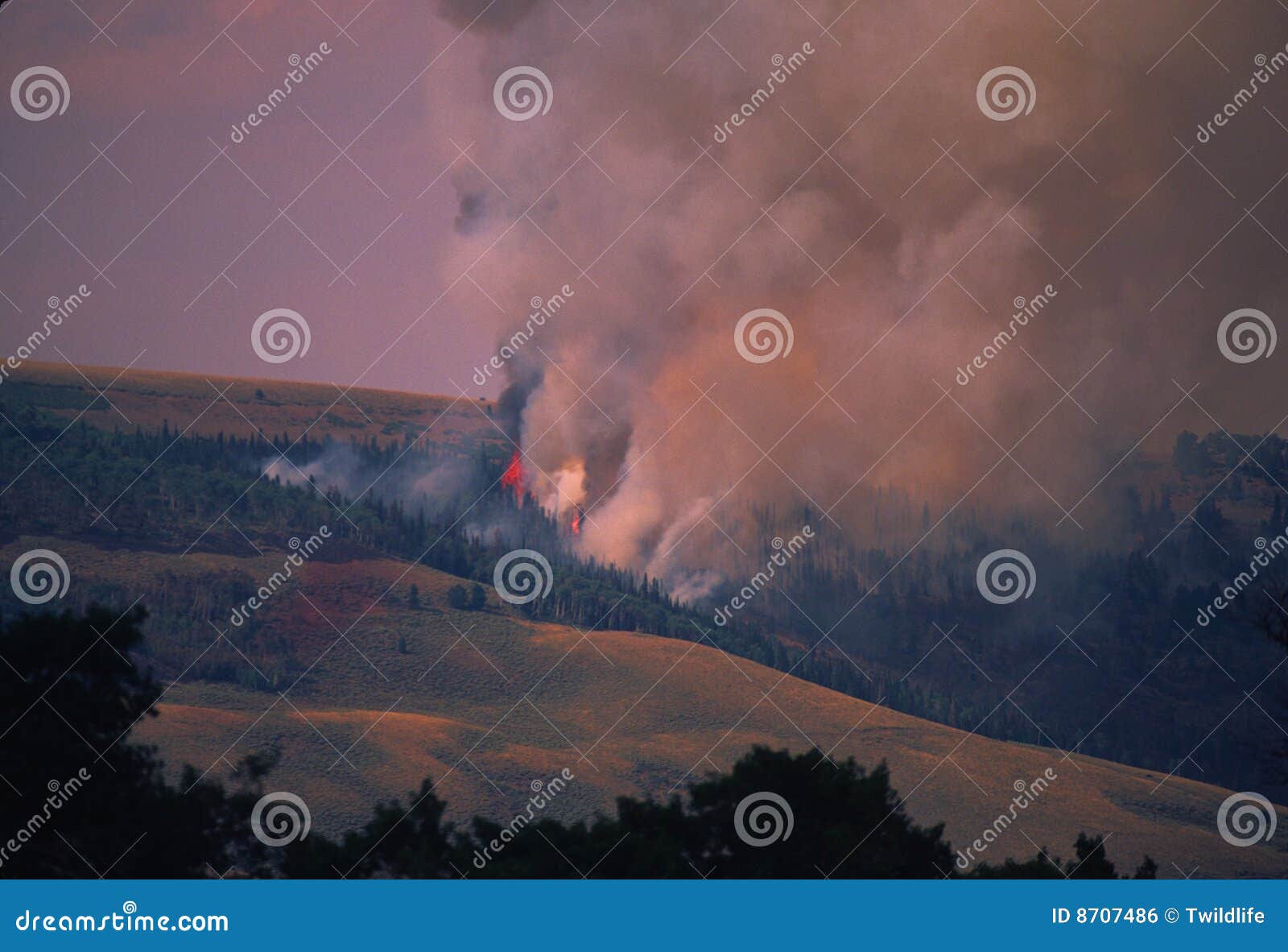 Raging Forest Fire stock photo. Image of fire, wildfire - 8707486