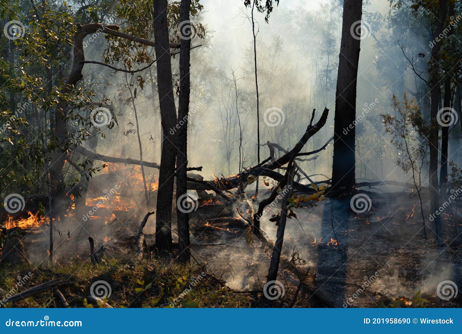 Raging Large Wildfire in a Forest Stock Photo - Image of firewood ...