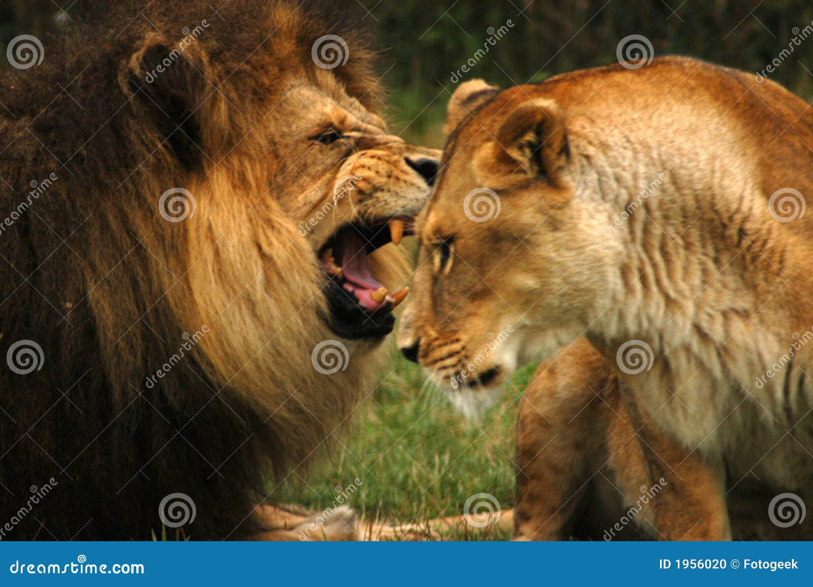 Raging Lion stock photo. Image of predator, lioness, marriage - 1956020
