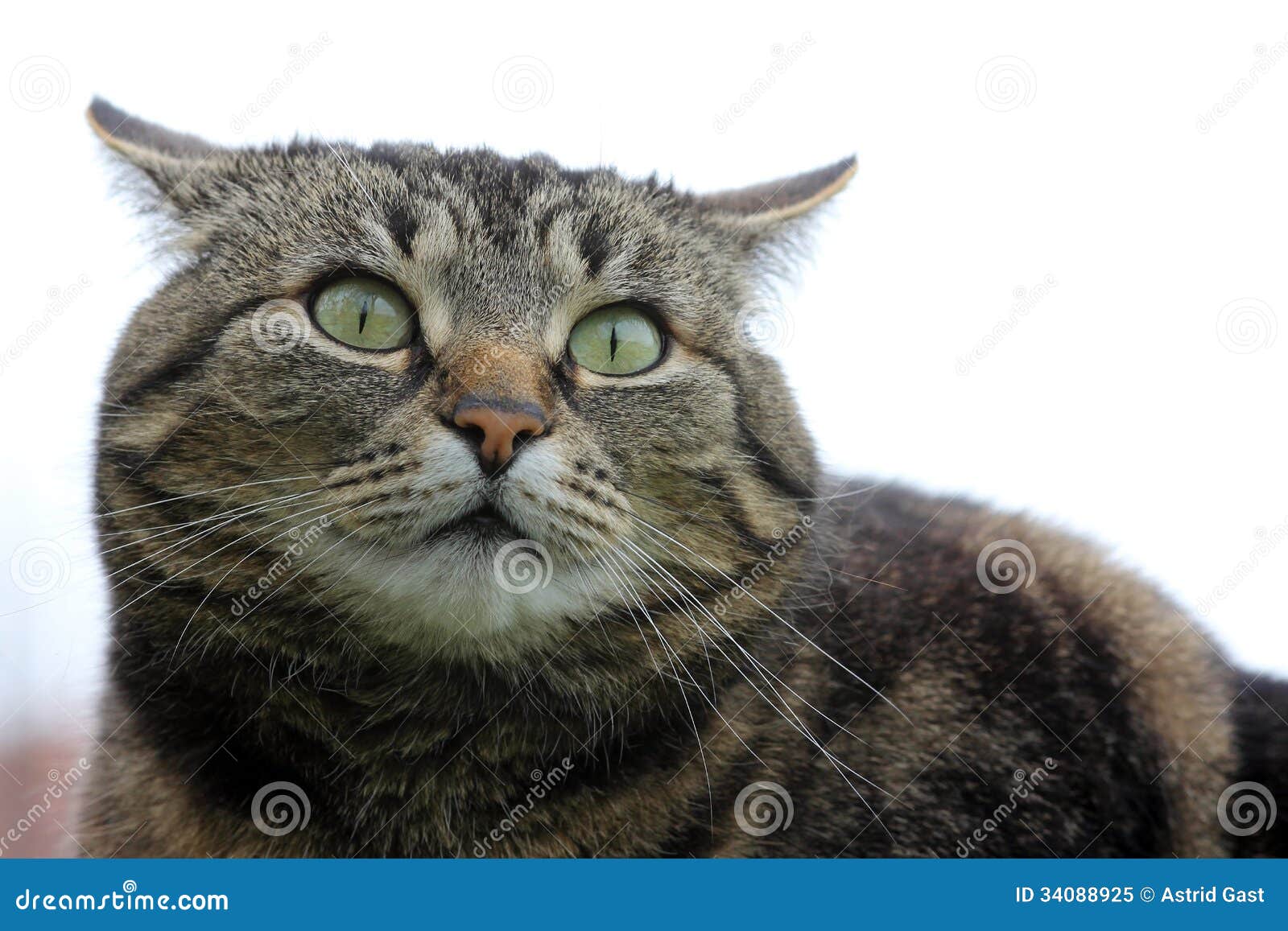 The raging look stock image. Image of angrily, interests - 34088925