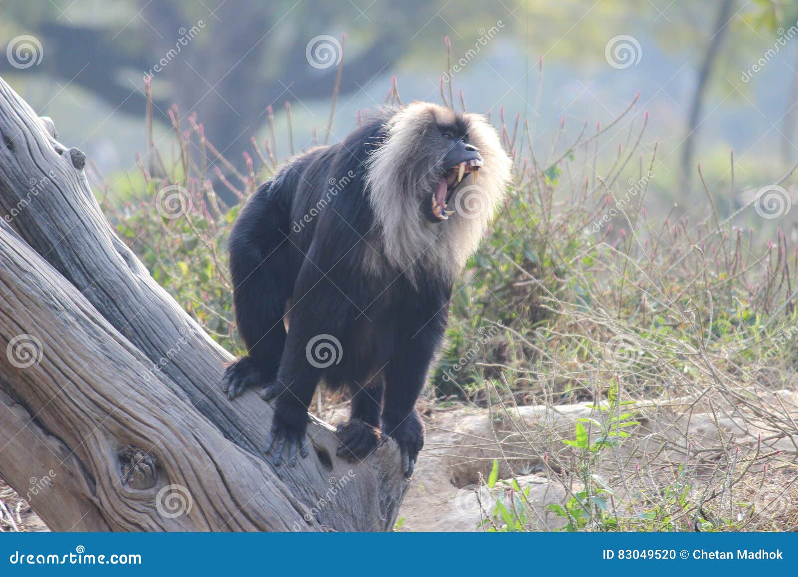 Raging Monkey stock photo. Image of anger, rage, teeth - 83049520