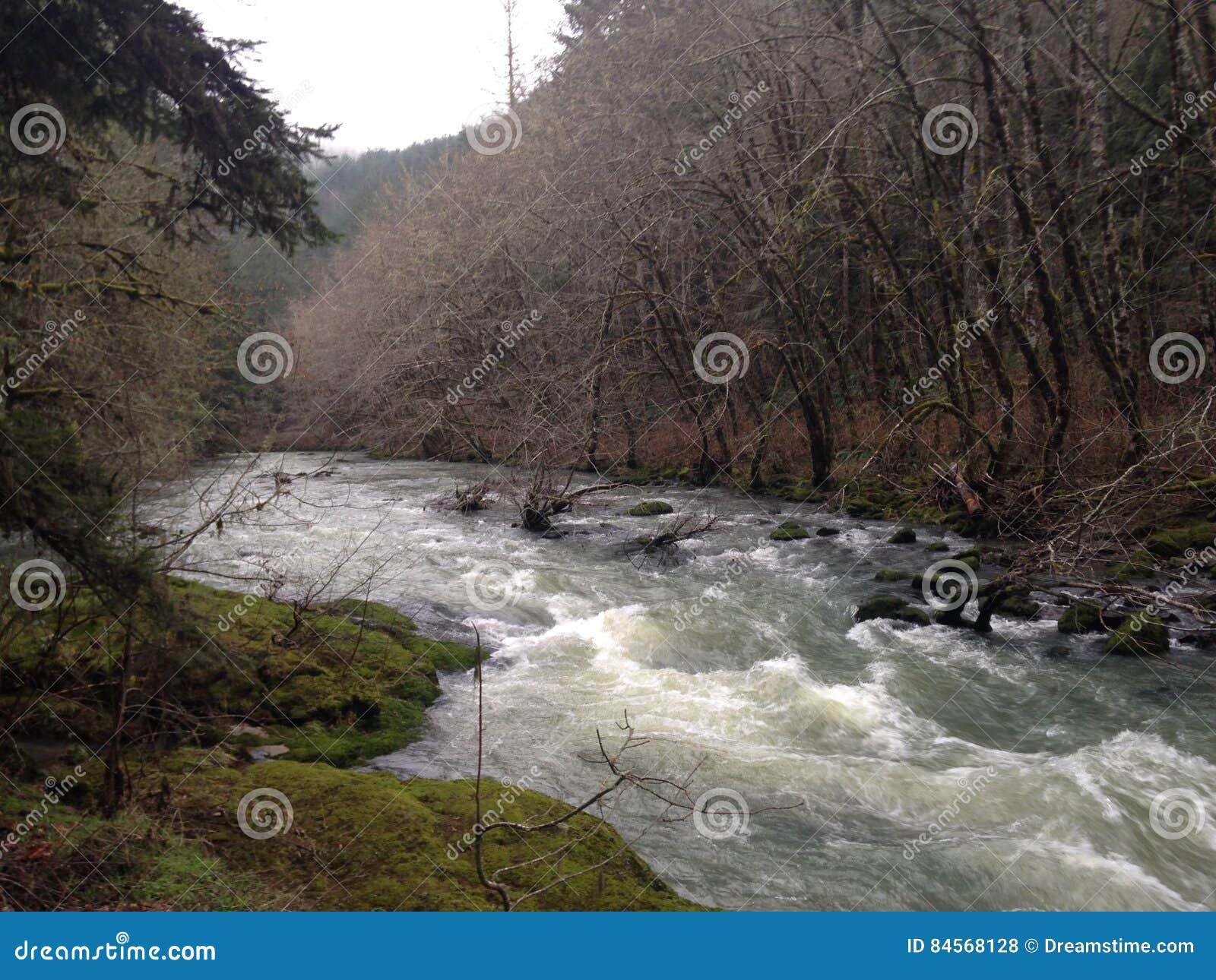 Raging river stock photo. Image of woodland, serenity - 84568128