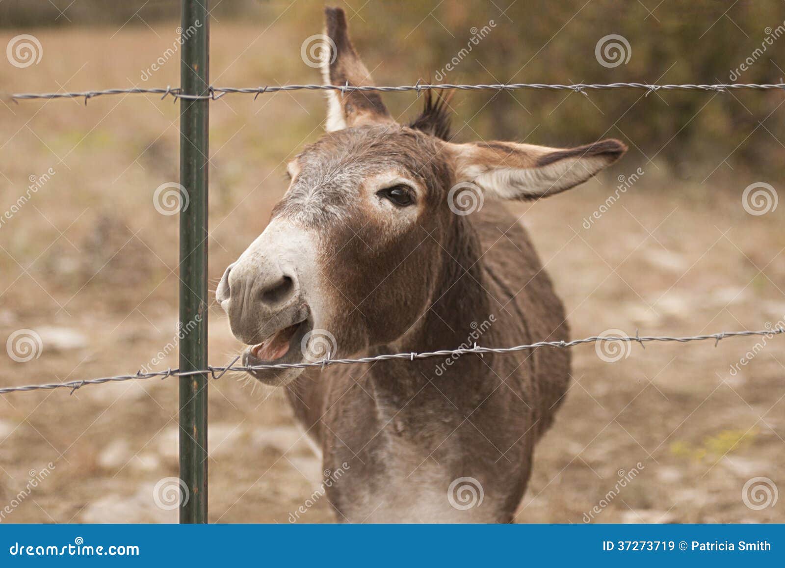 Ragliare dell'asino immagine stock. Immagine di miniatura - 37273719