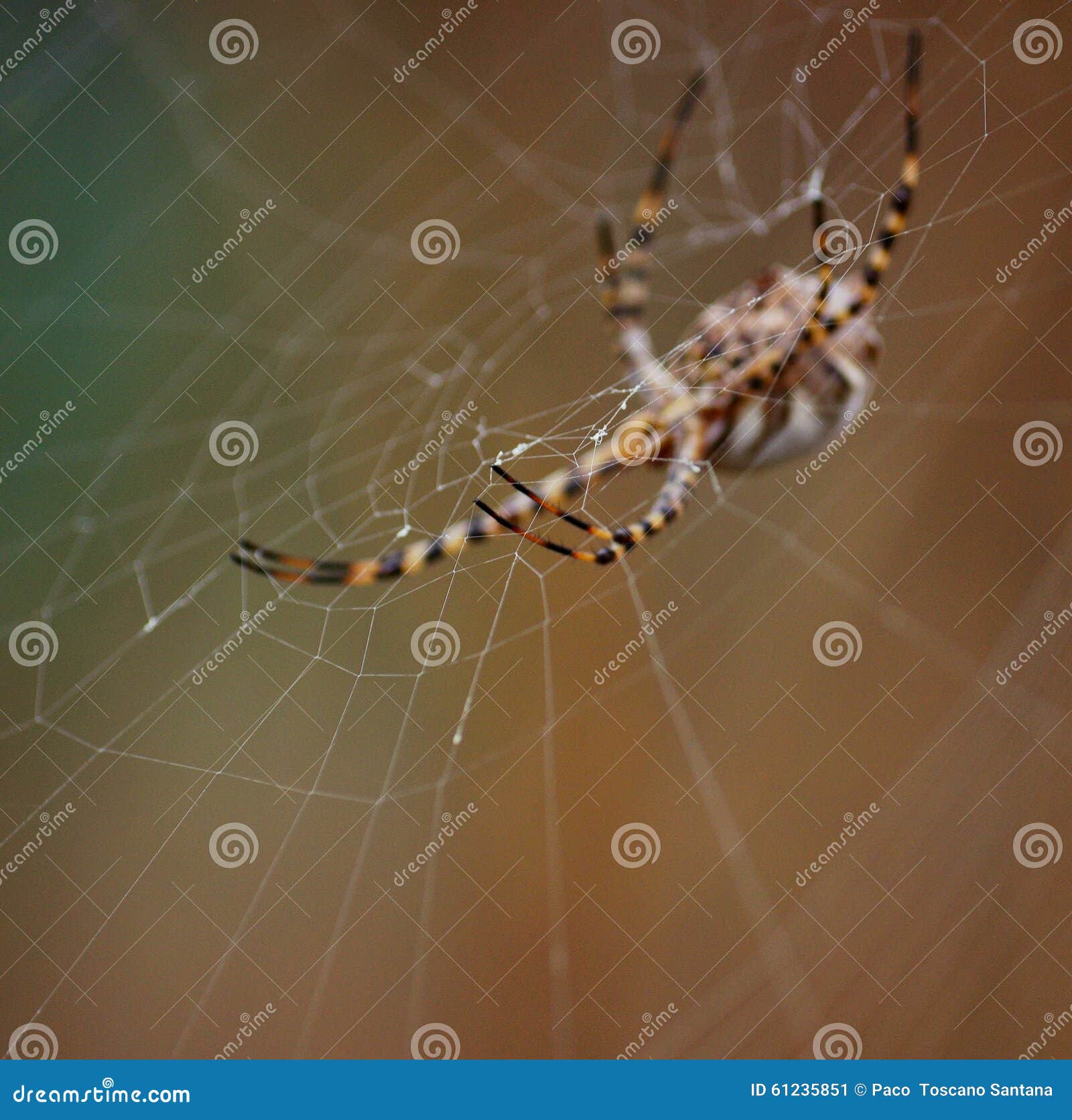 Ragnatela Con Il Ragno Unfocused Del Argiope Immagine Stock - Immagine ...