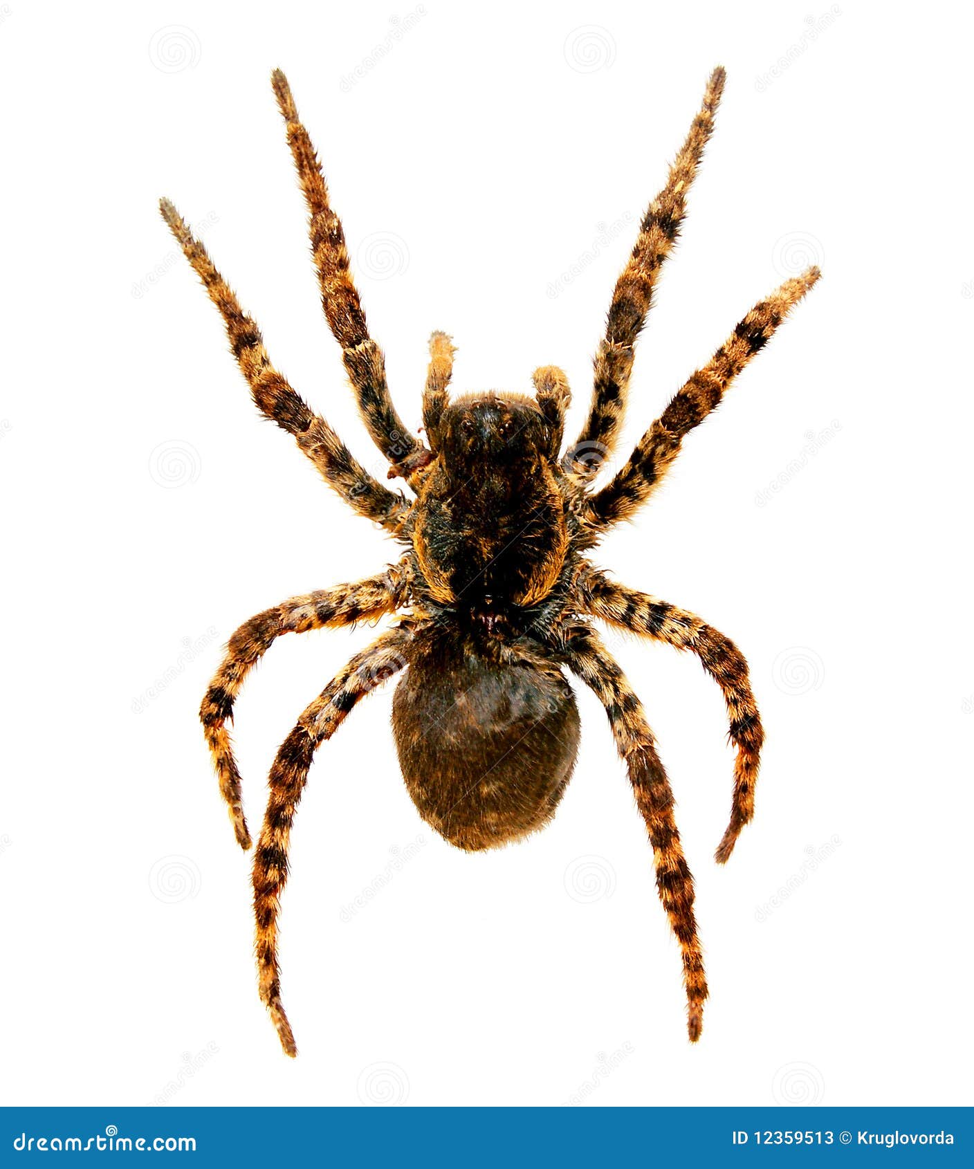 Ragno immagine stock. Immagine di isolato, sensibilità - 12359513