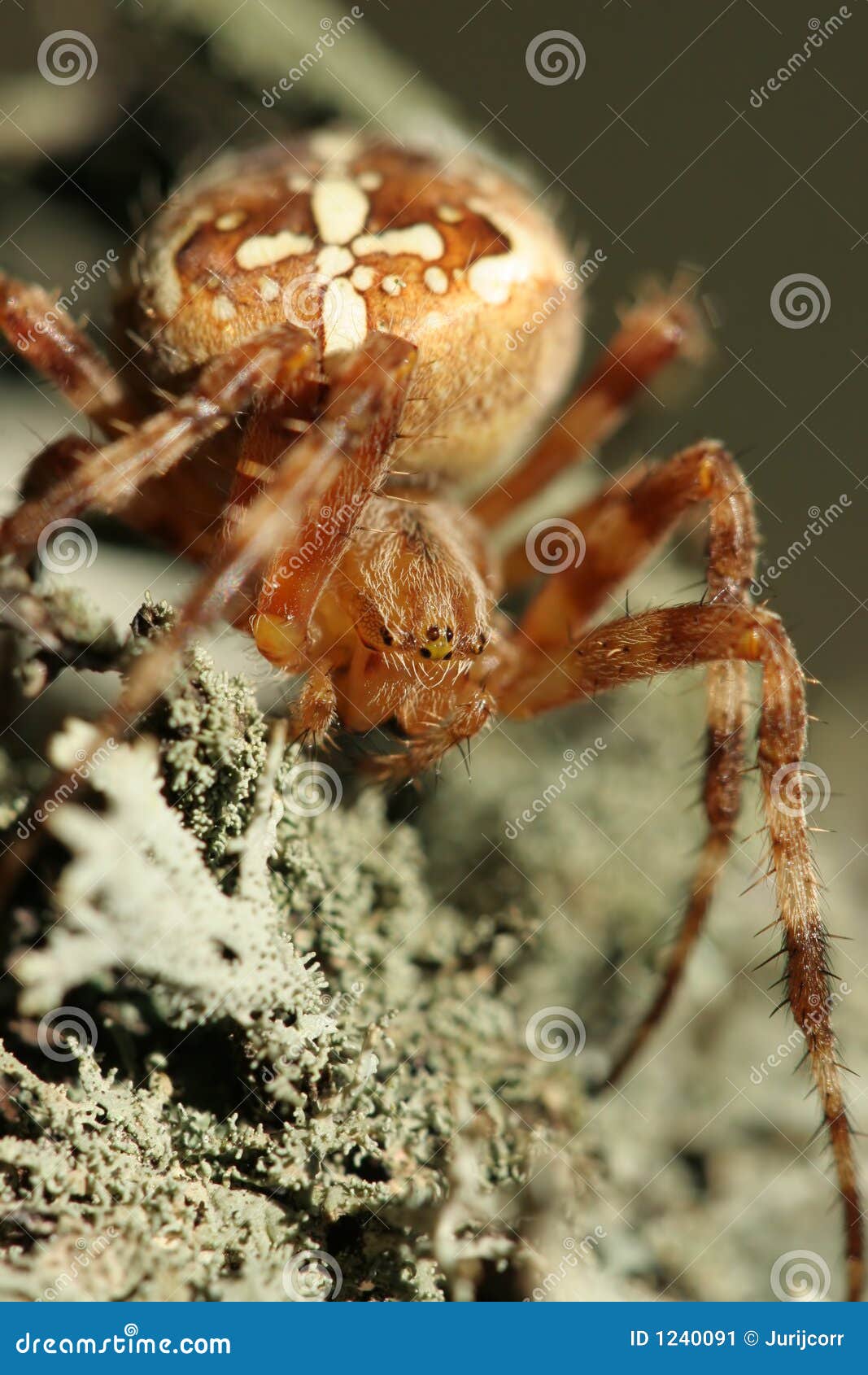 Ragno immagine stock. Immagine di ragnatela, ritratto - 1240091