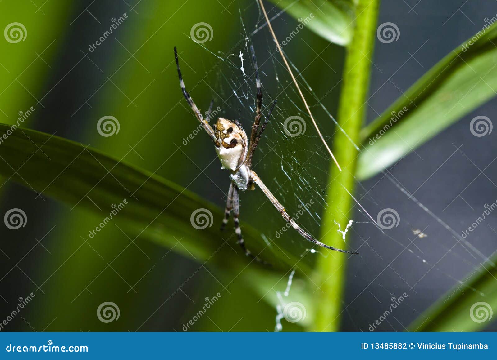 Ragno fotografia stock. Immagine di colorato, botanico - 13485882