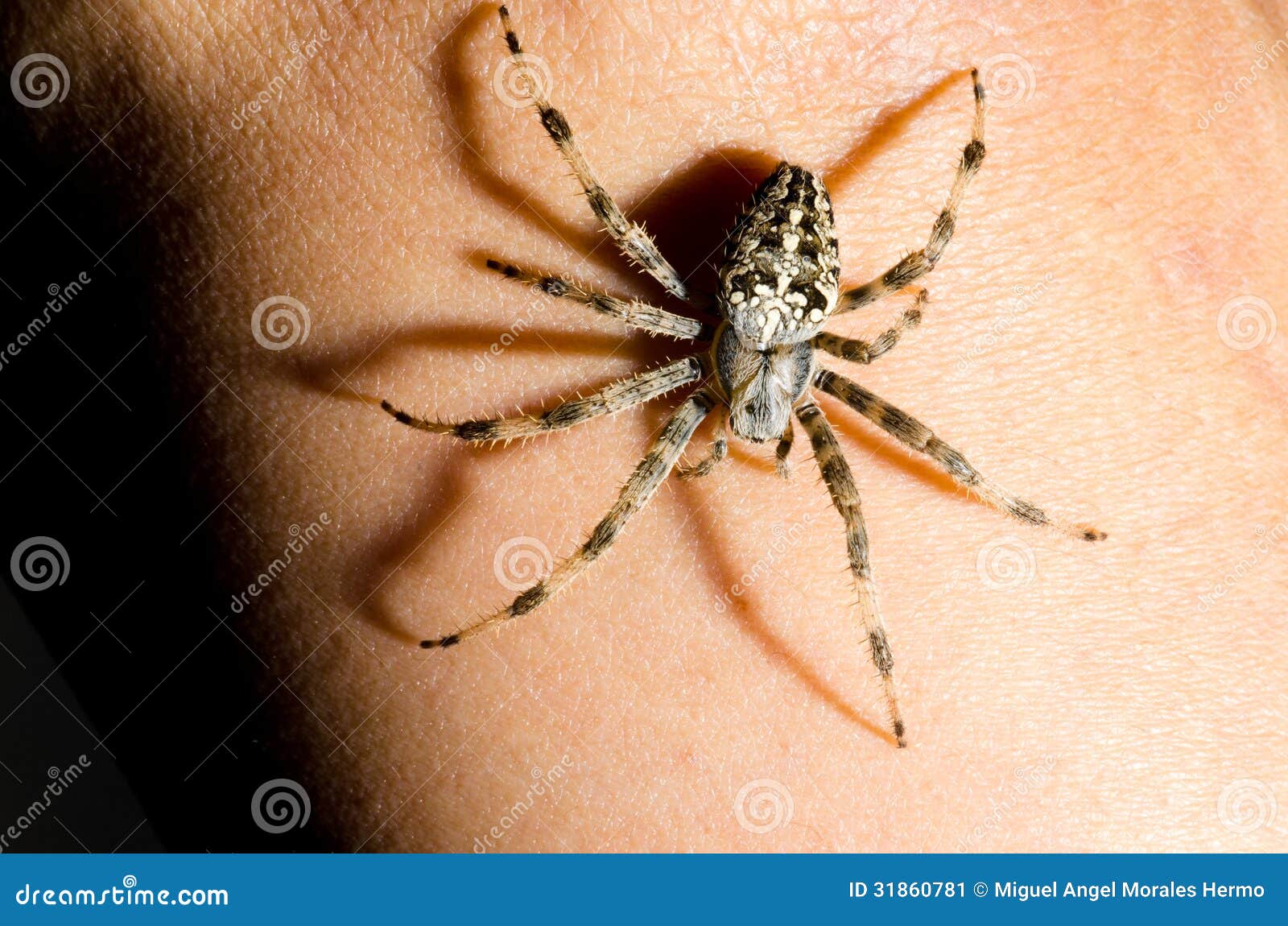 Ragno immagine stock. Immagine di animale, natura, ragno - 31860781