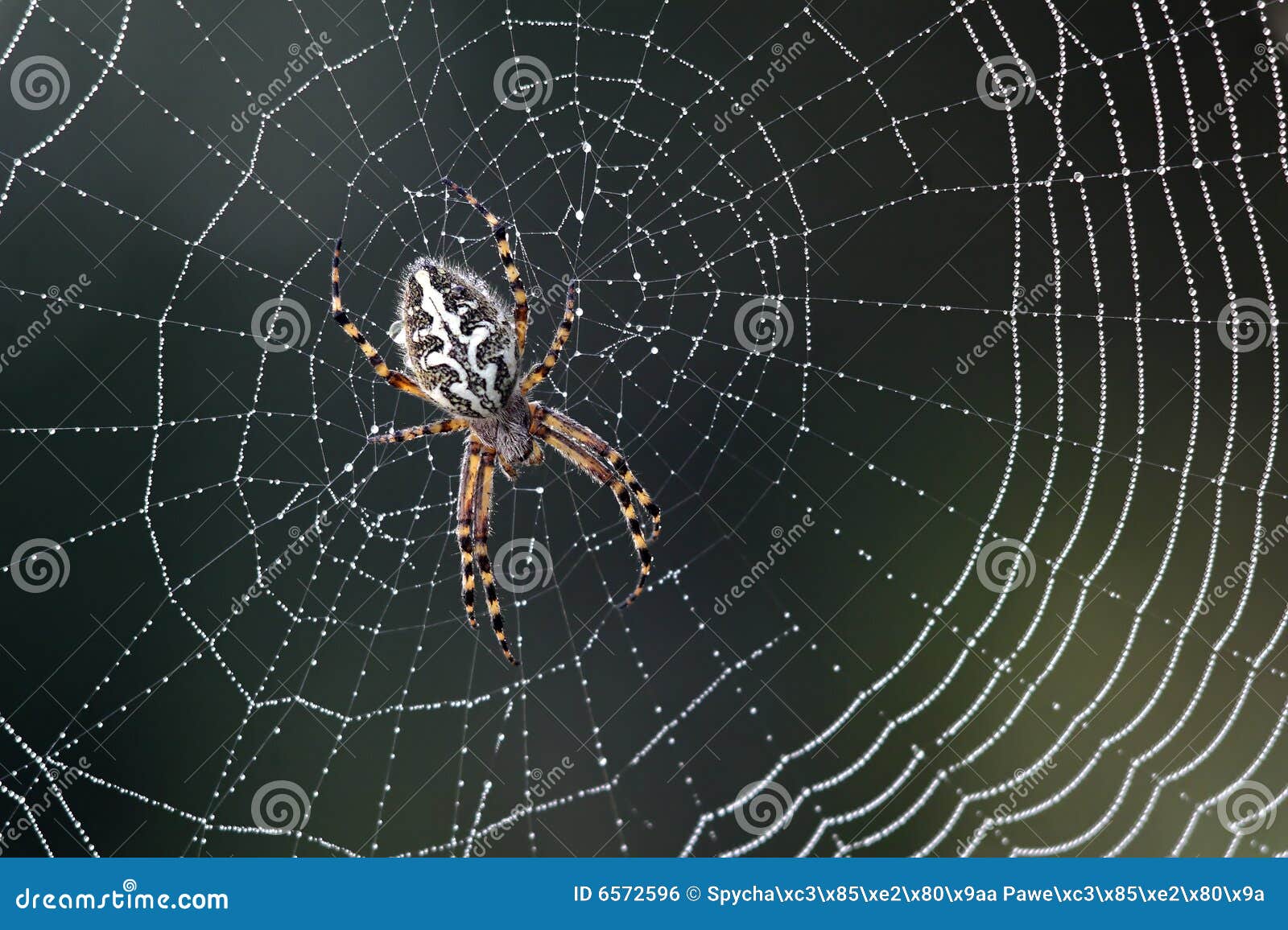 Ragno fotografia stock. Immagine di natura, selvaggio - 6572596