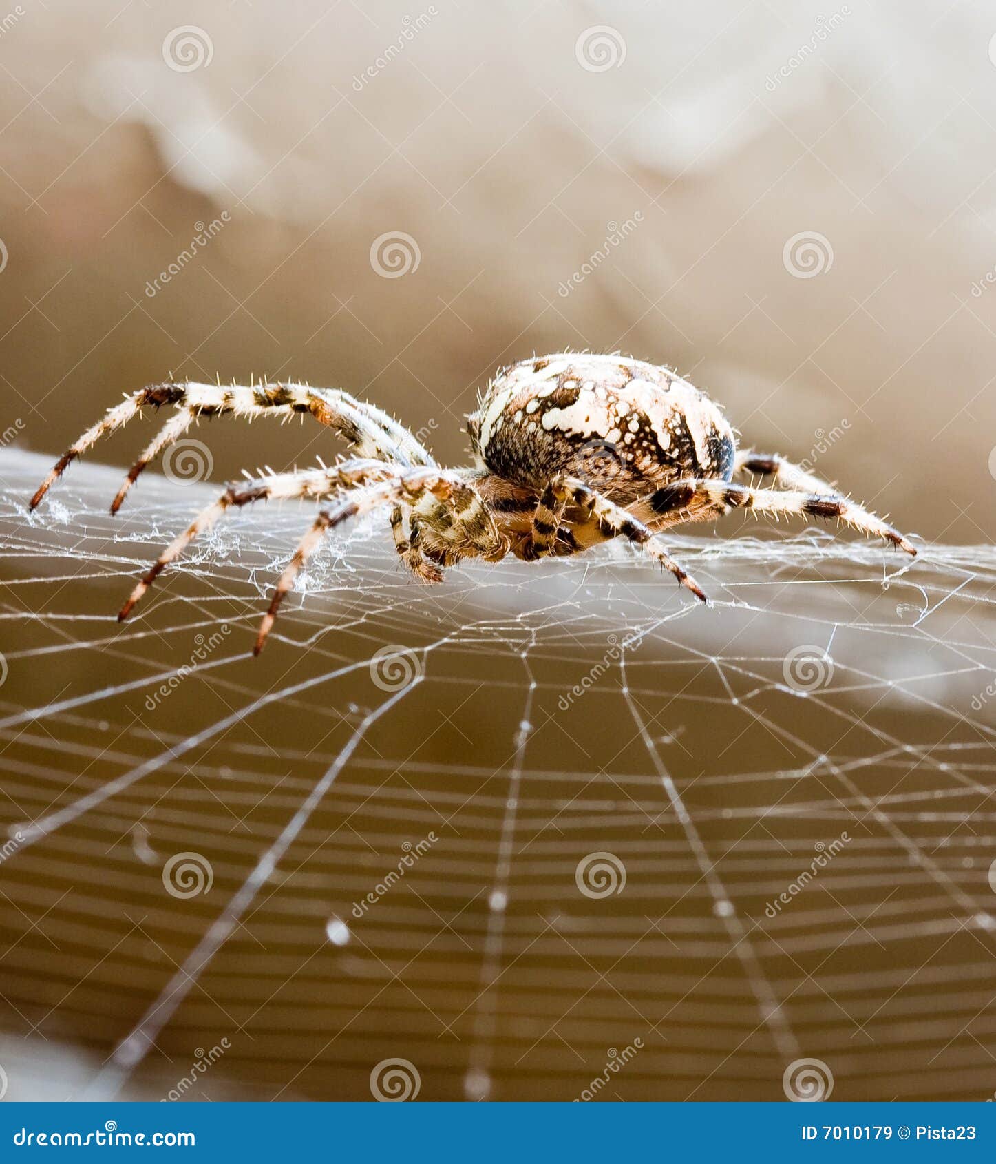 Ragno immagine stock. Immagine di telaio, ragnatela, lucido - 7010179