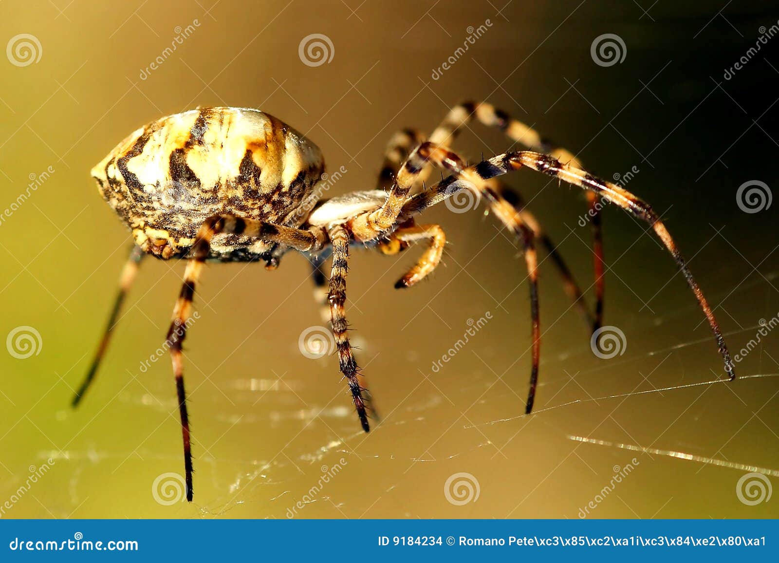 Ragno fotografia stock. Immagine di ragno, ragnatela, giallo - 9184234
