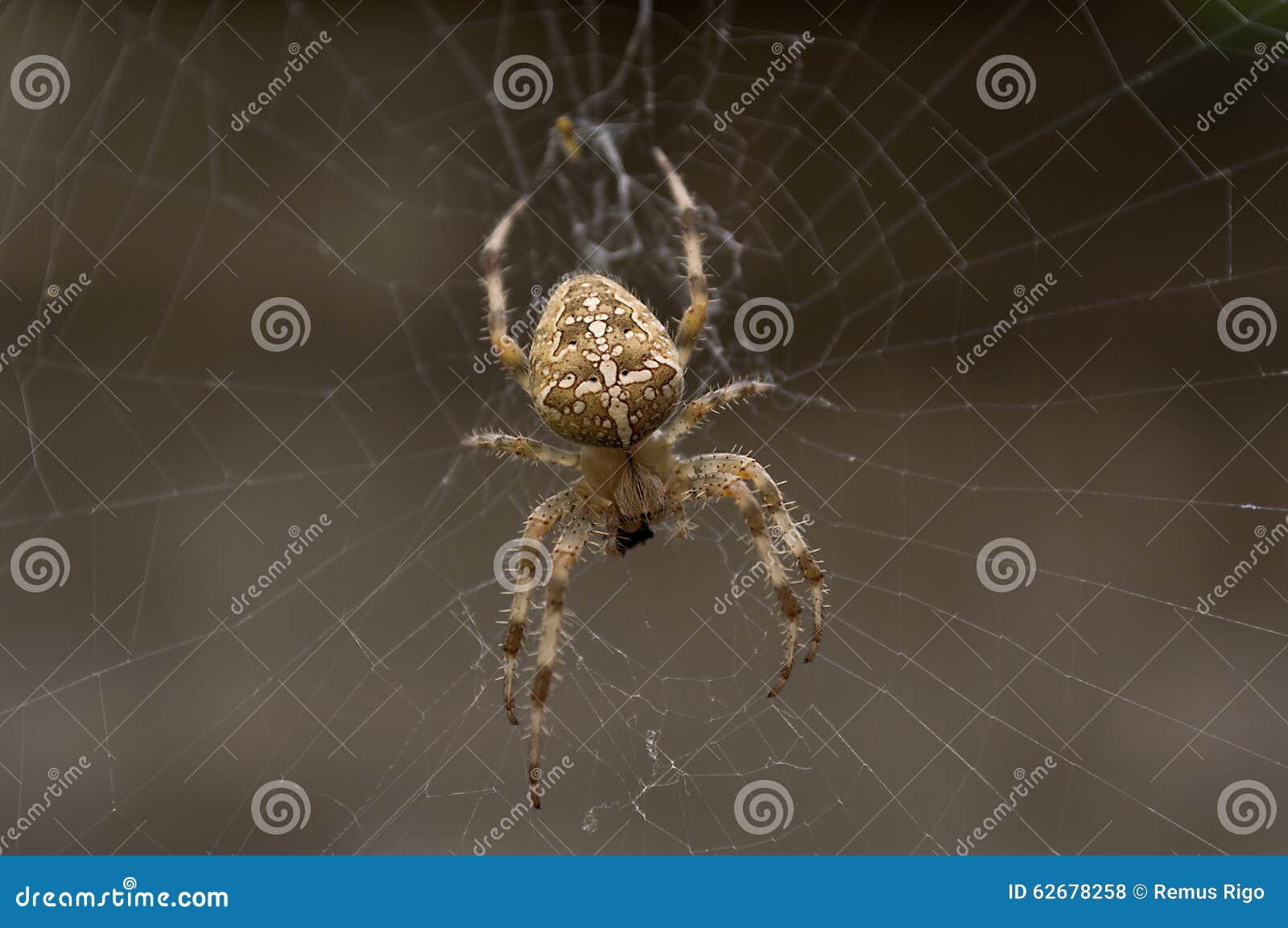 Ragno che mangia una mosca fotografia stock. Immagine di carnivoro ...