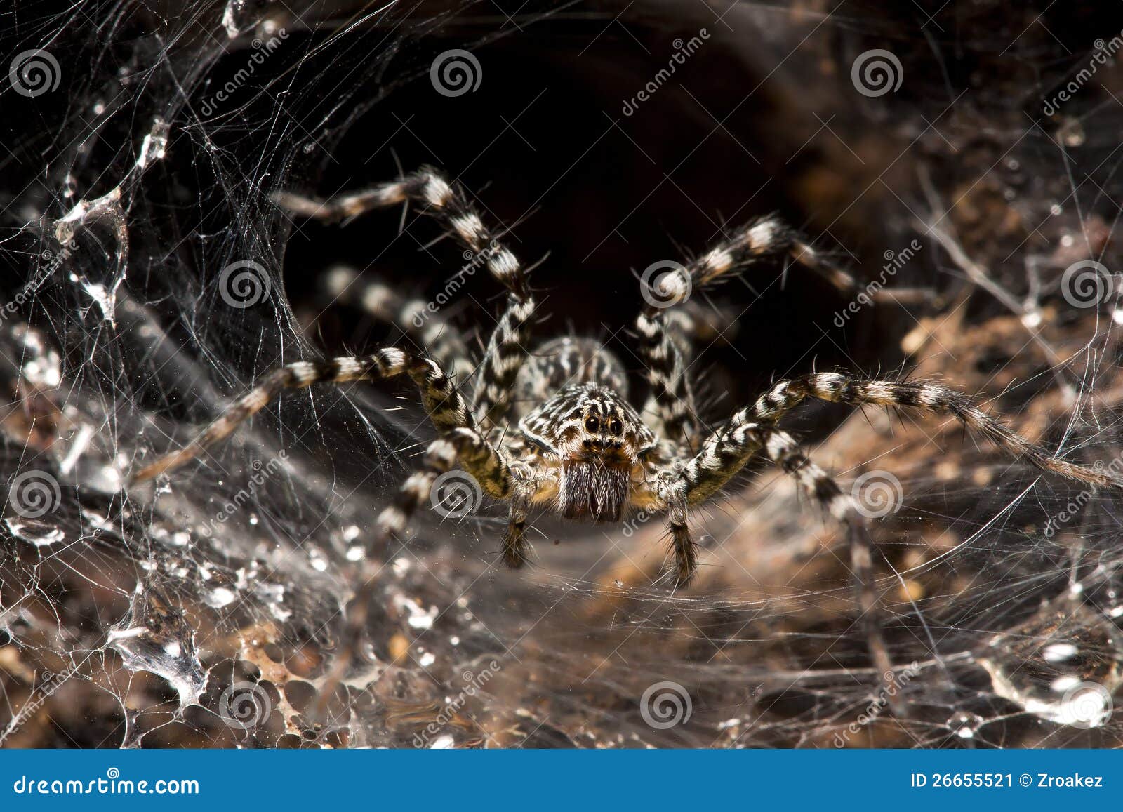 Ragno Come Pelle Della Tigre Immagine Stock - Immagine di timore, nave ...