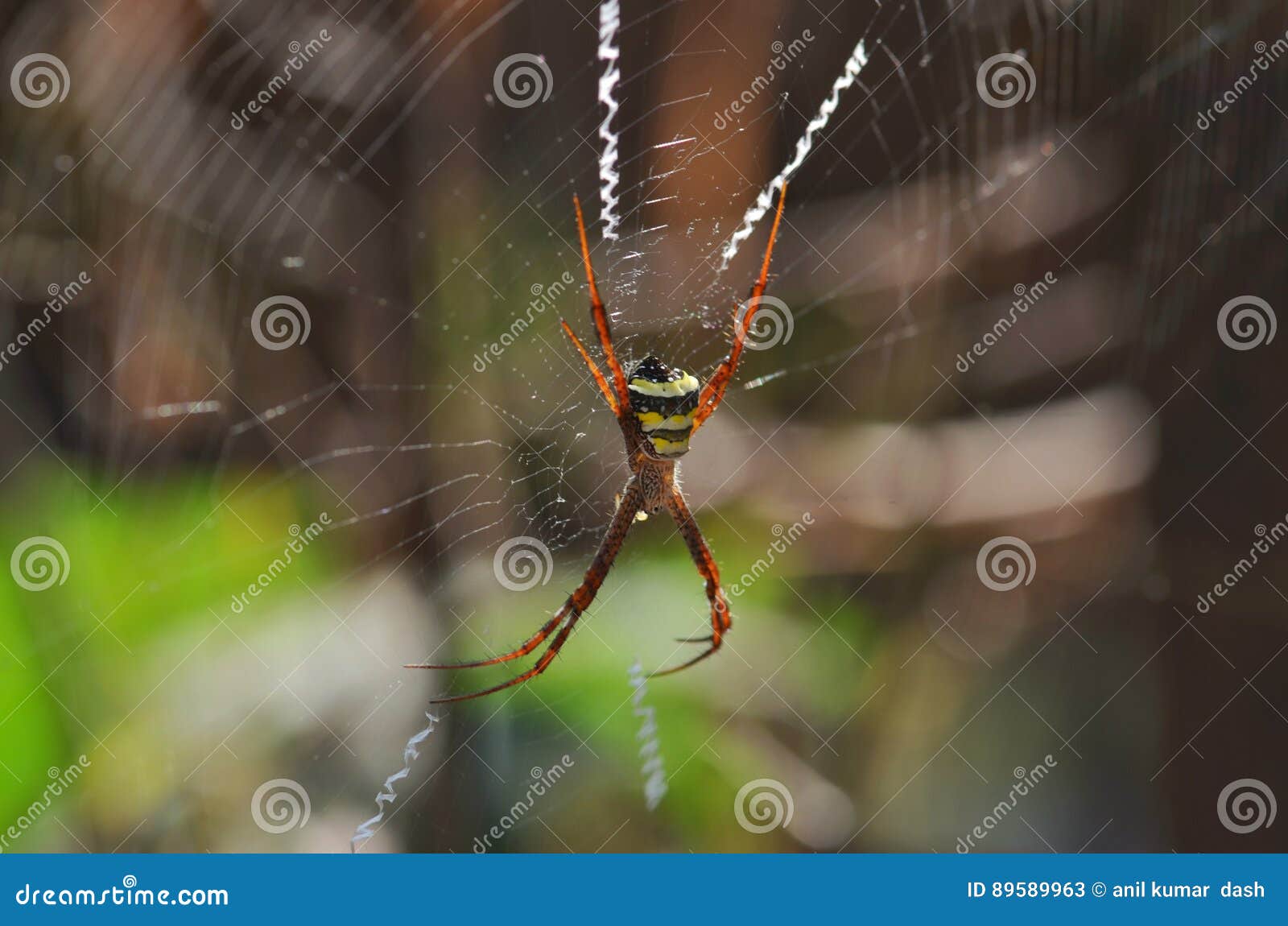 Ragno con la ragnatela immagine stock. Immagine di macro - 89589963
