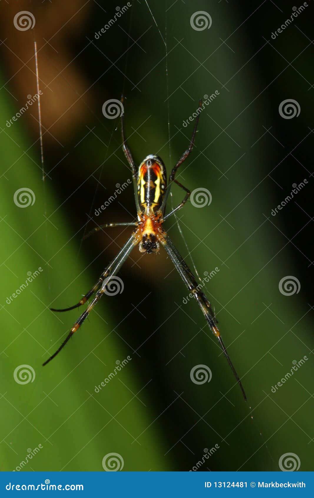 Ragno d'attaccatura immagine stock. Immagine di selvaggio - 13124481