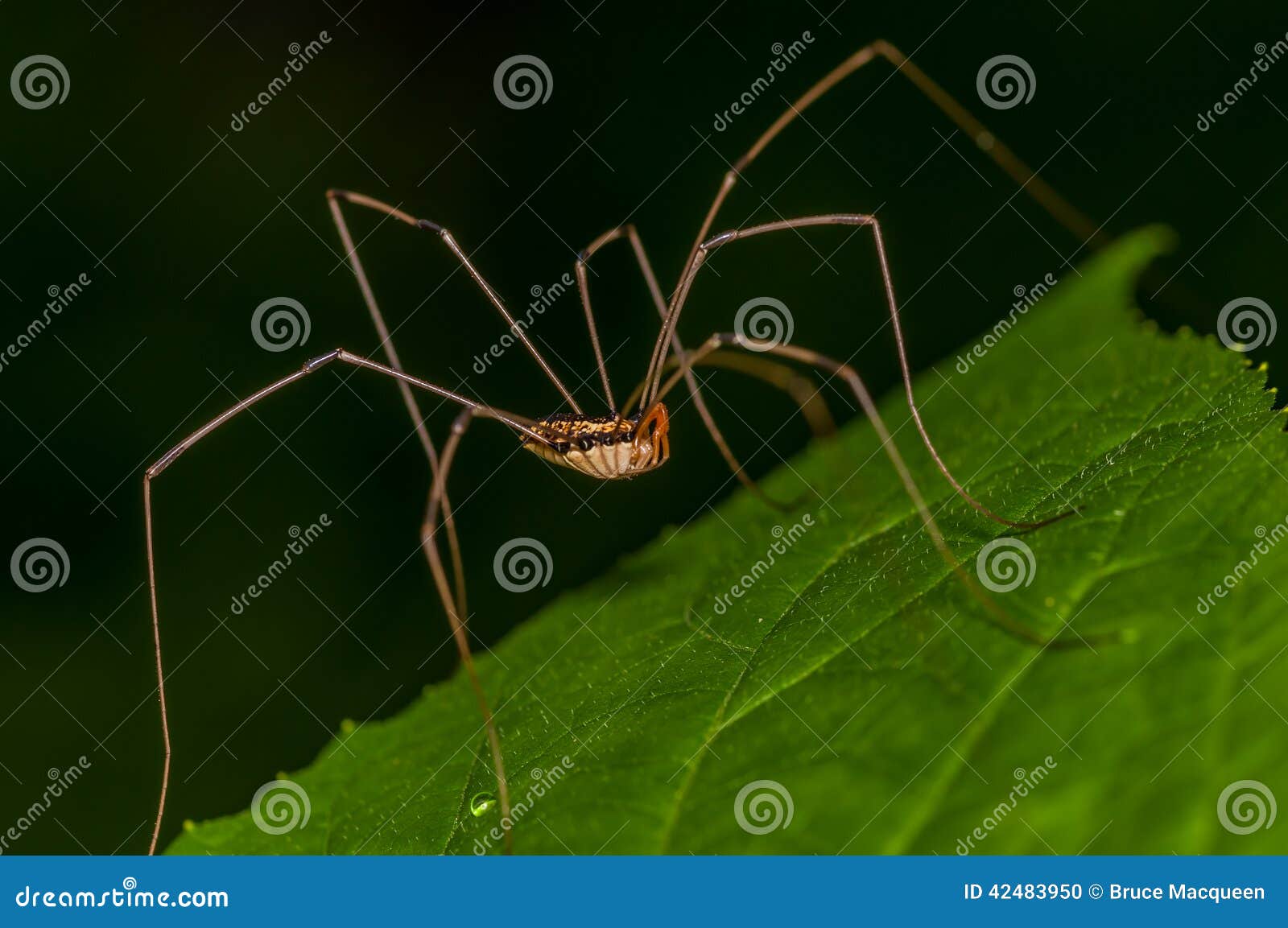 Ragno Degli Opilioni Dei Muri Fotografia Stock - Immagine di aperto ...