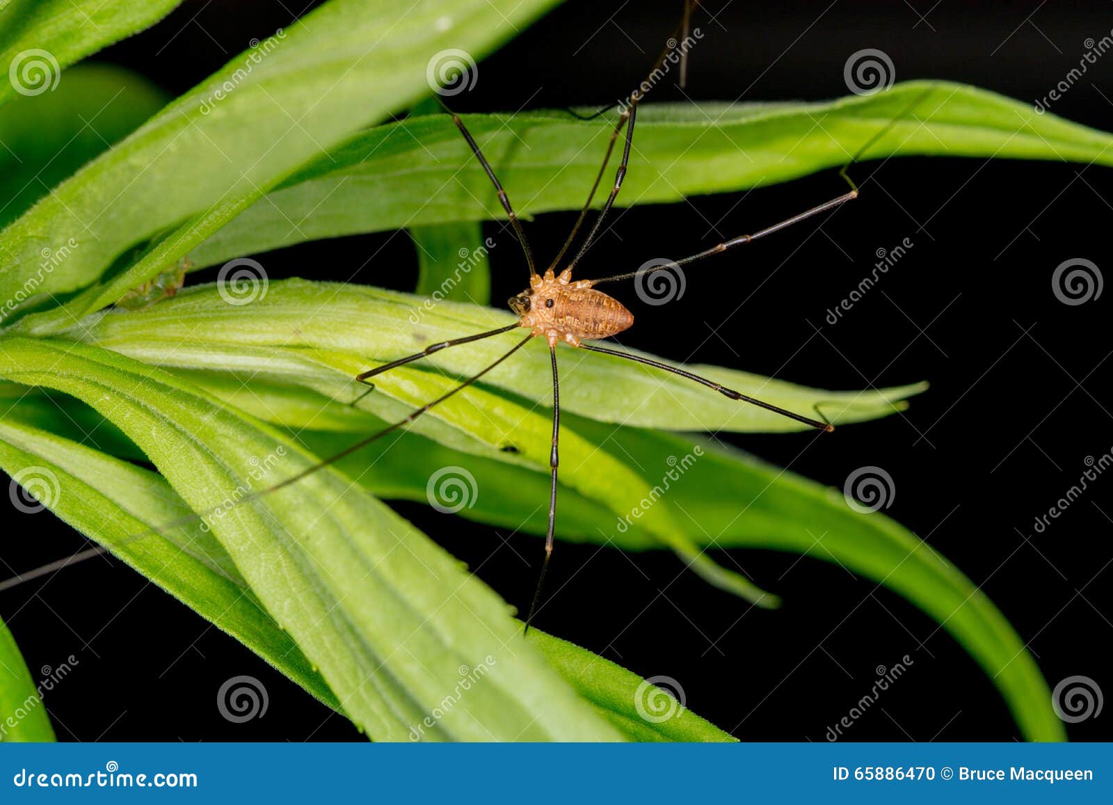 Ragno Degli Opilioni Dei Muri Fotografia Stock - Immagine di chiusura ...