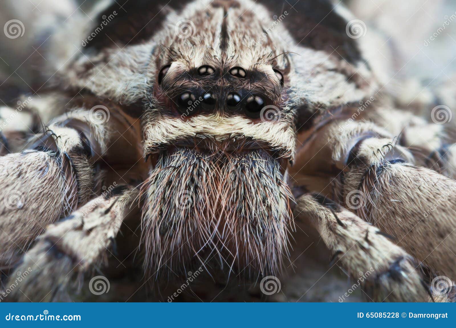 Ragno del cacciatore fotografia stock. Immagine di spaventoso - 65085228