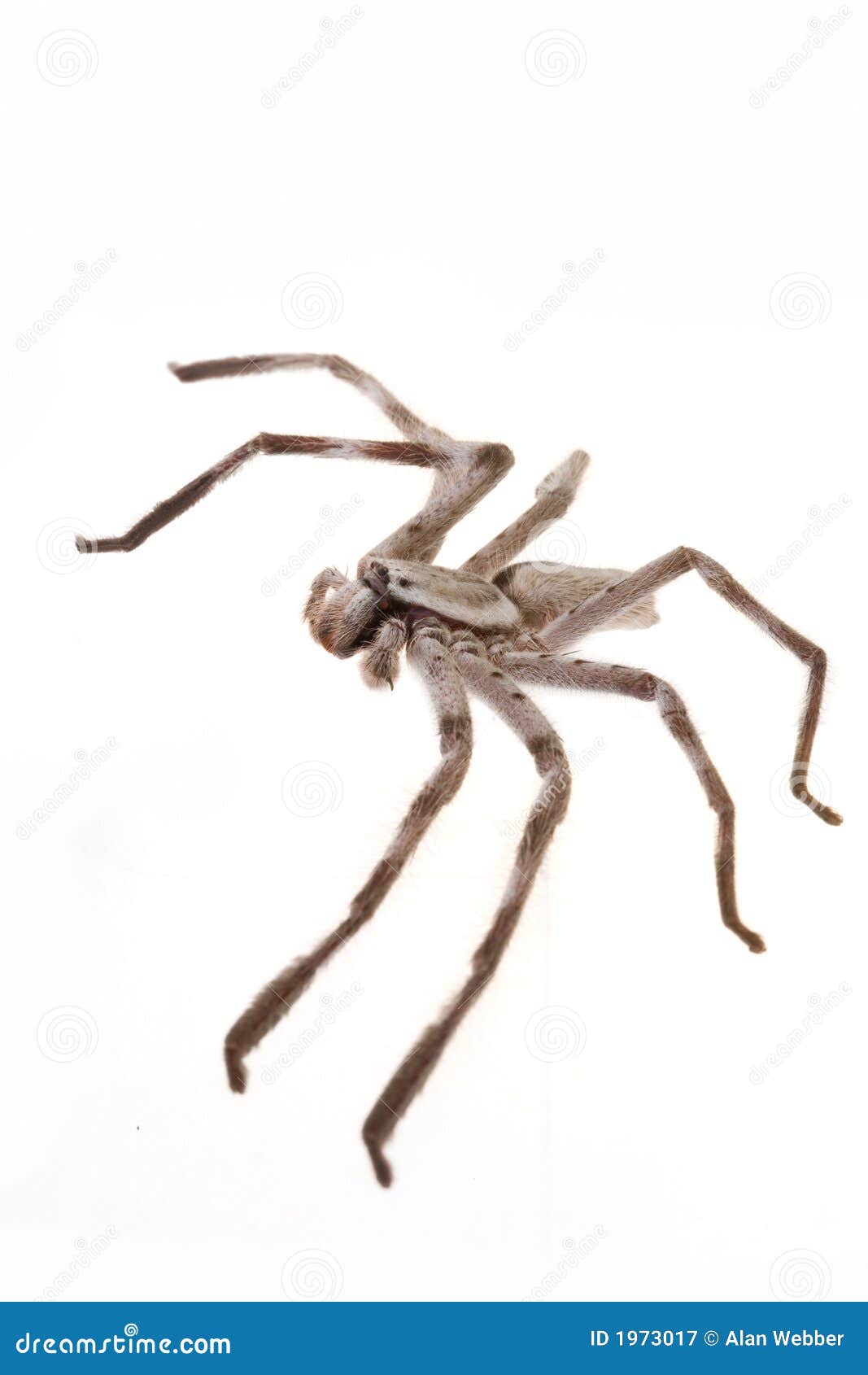 Ragno del Huntsman immagine stock. Immagine di spaventoso - 1973017