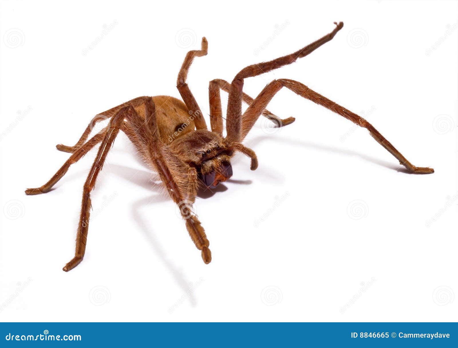 Ragno del Huntsman immagine stock. Immagine di spaventoso - 8846665