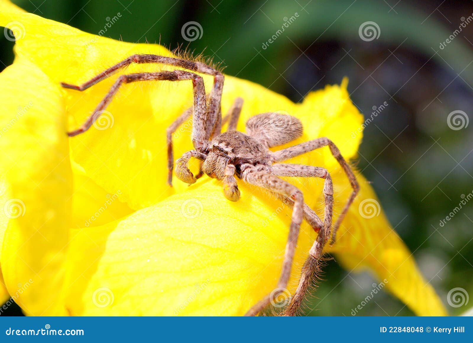 Ragno Del Huntsman Sul Fiore Fotografia Stock - Immagine di australia ...