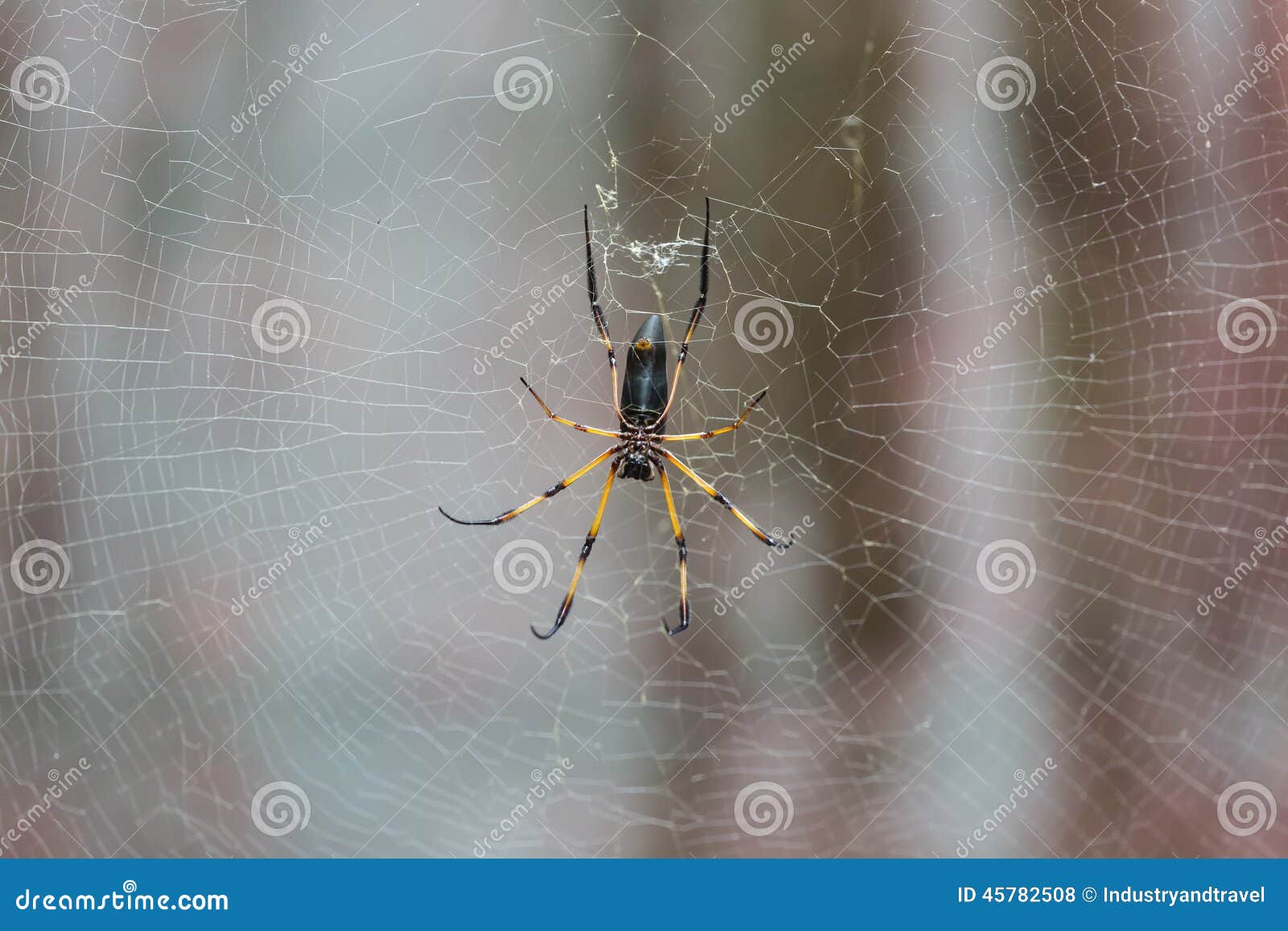 Ragno Della Palma, Mahe, Seychelles Fotografia Stock - Immagine di ...