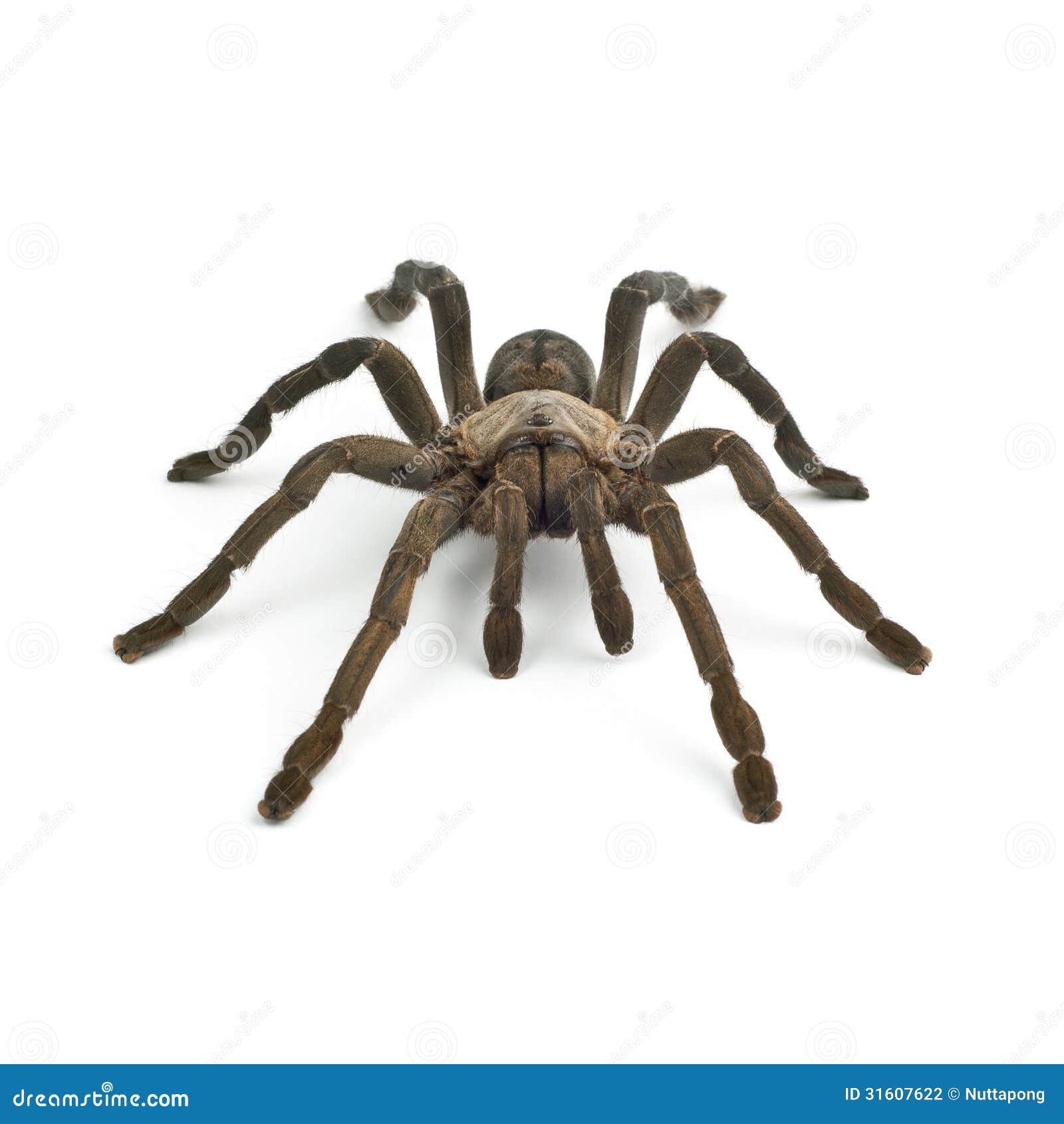 Ragno della tarantola fotografia stock. Immagine di thailandia - 31607622