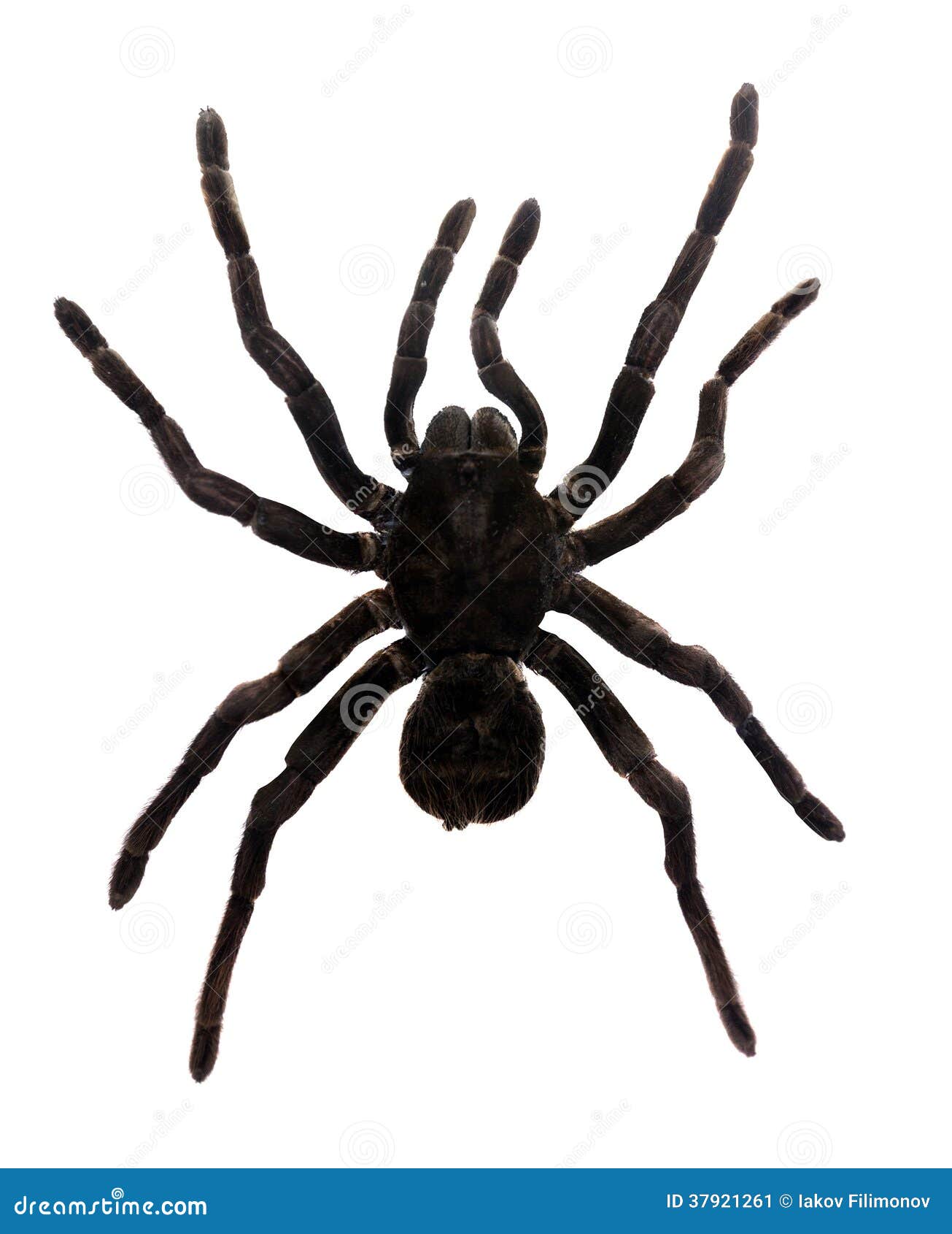 Ragno della tarantola immagine stock. Immagine di ritagli - 37921261