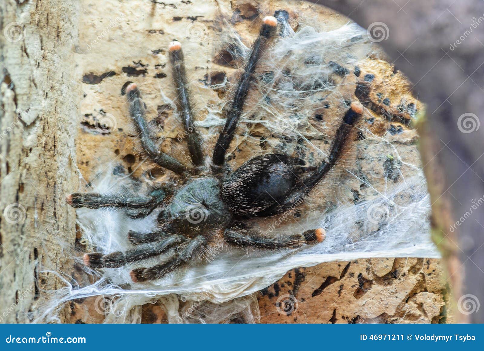 Ragno della tarantola immagine stock. Immagine di spaventoso - 46971211