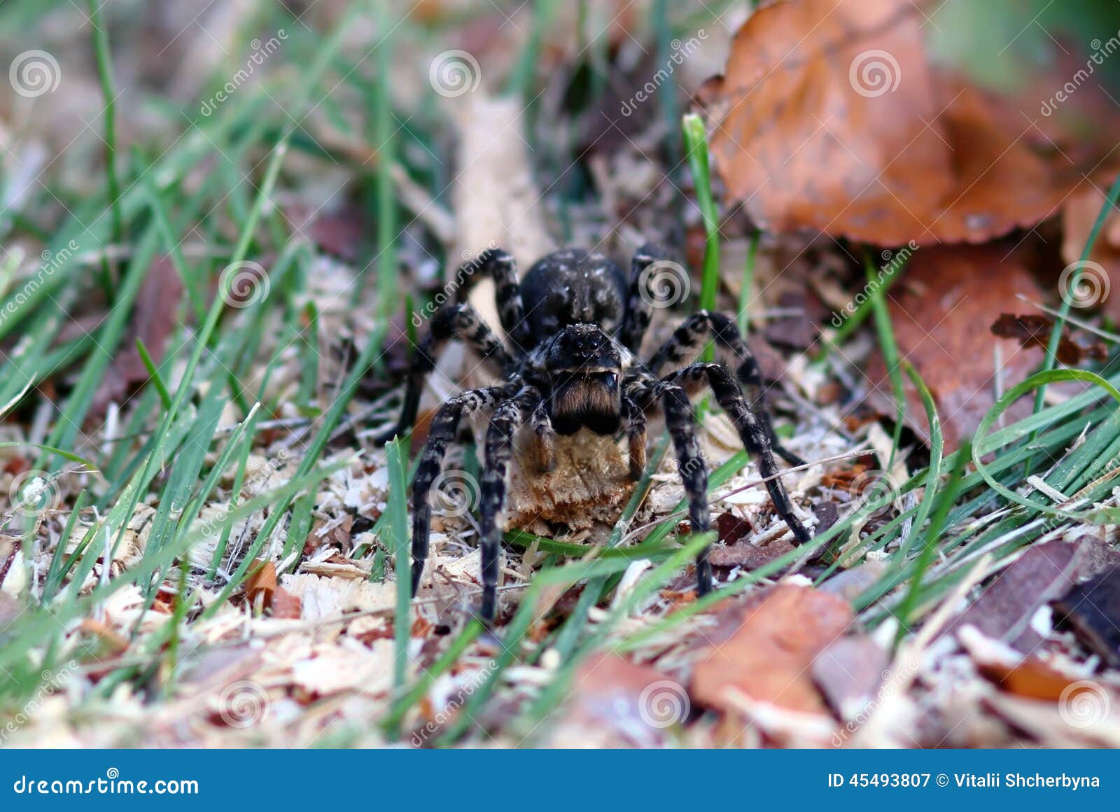 Ragno Della Tarantola Con I Grandi Occhi Immagine Stock - Immagine di ...