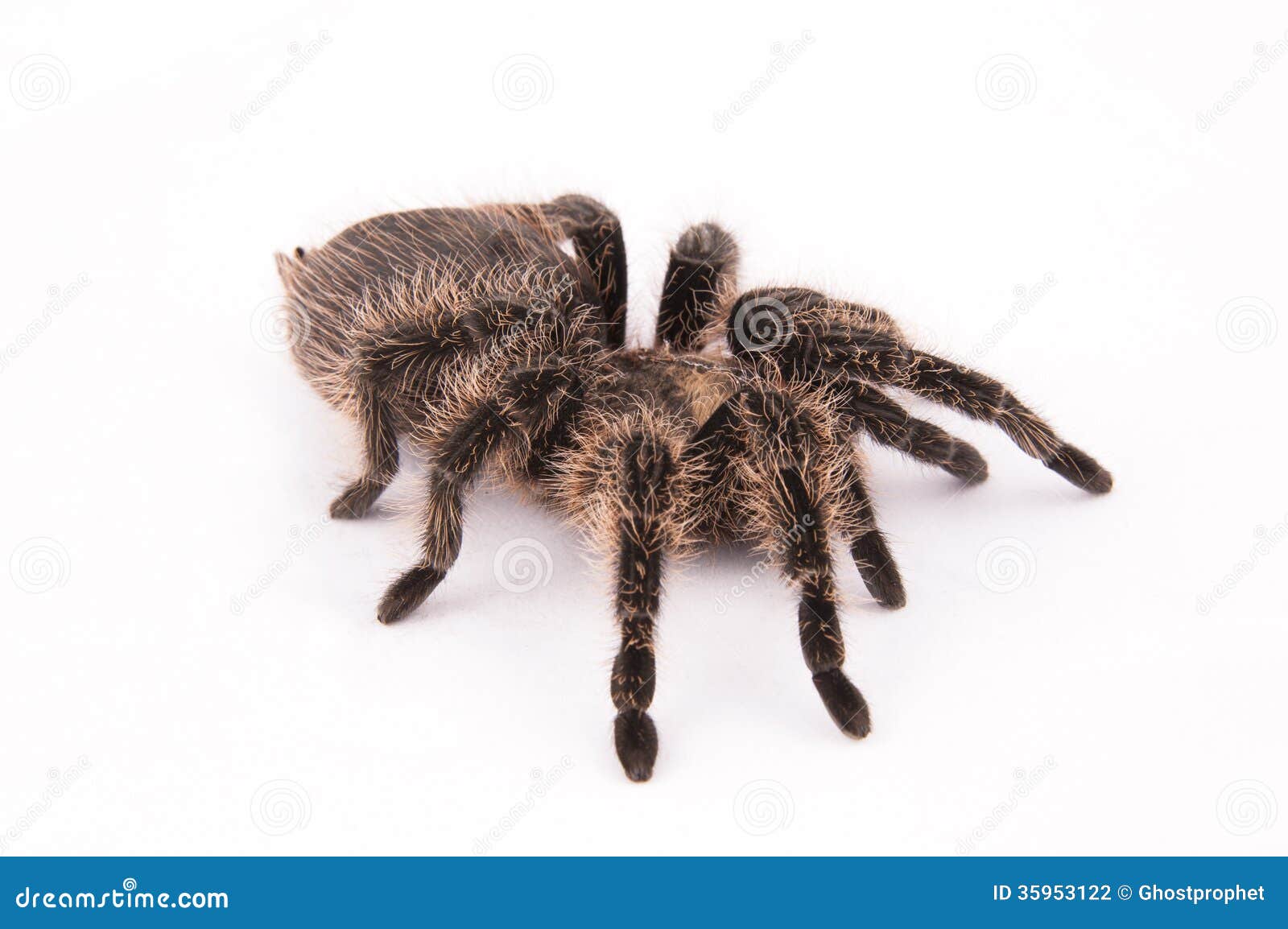 Ragno Della Tarantola Di Curlyhair Fotografia Stock - Immagine di ...