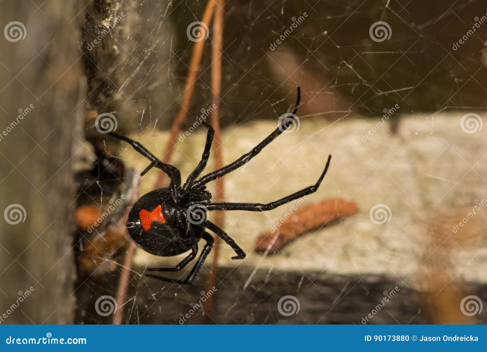 Ragno della vedova nera fotografia stock. Immagine di inquietante ...