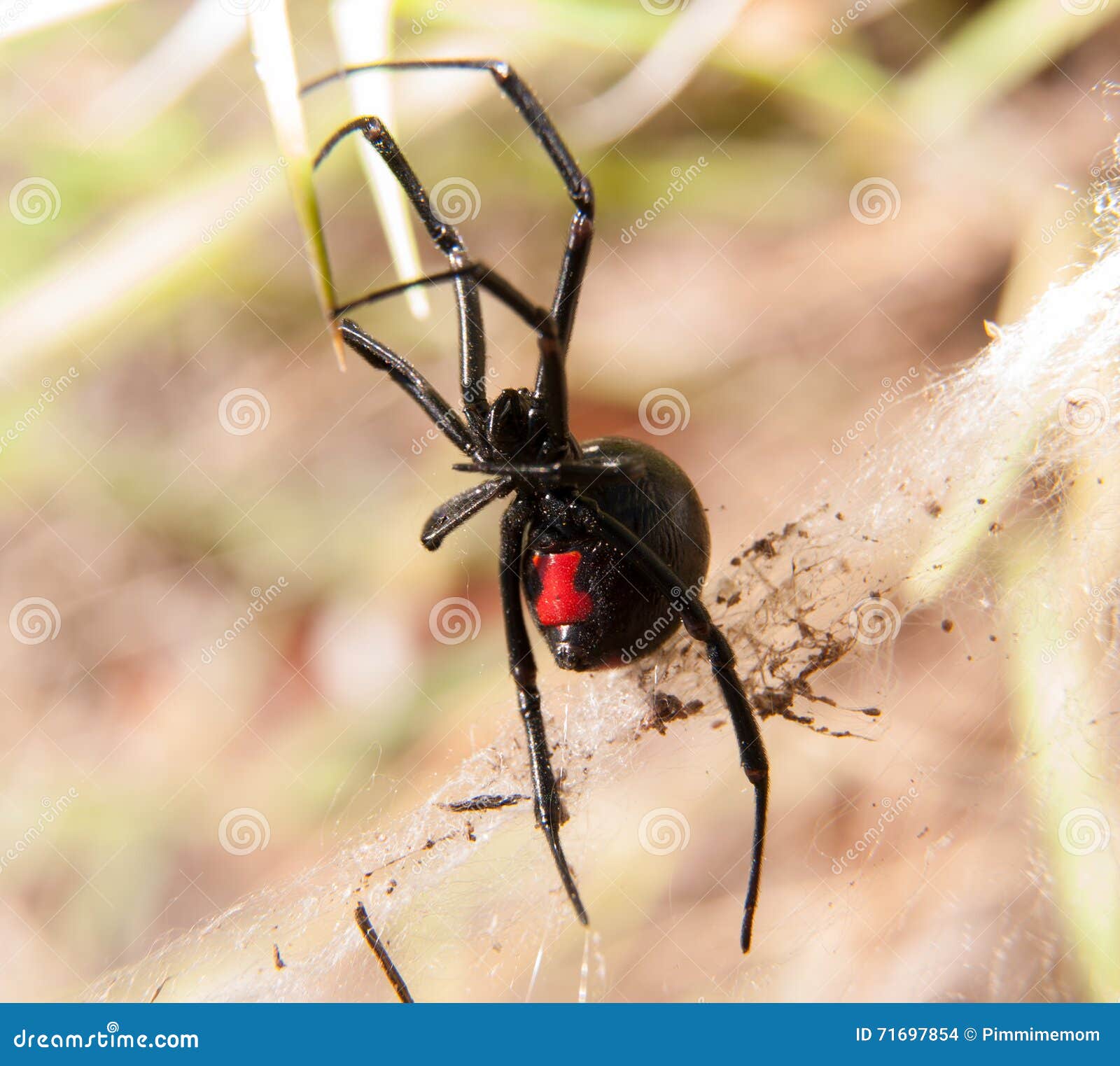 Ragno Della Vedova Nera All'aperto Fotografia Stock - Immagine di ...
