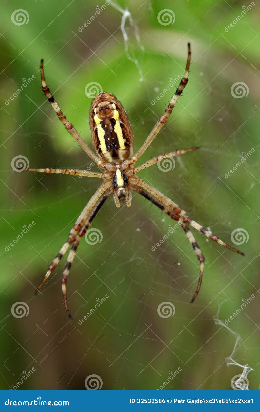 Ragno della vespa fotografia stock. Immagine di erba - 32533586