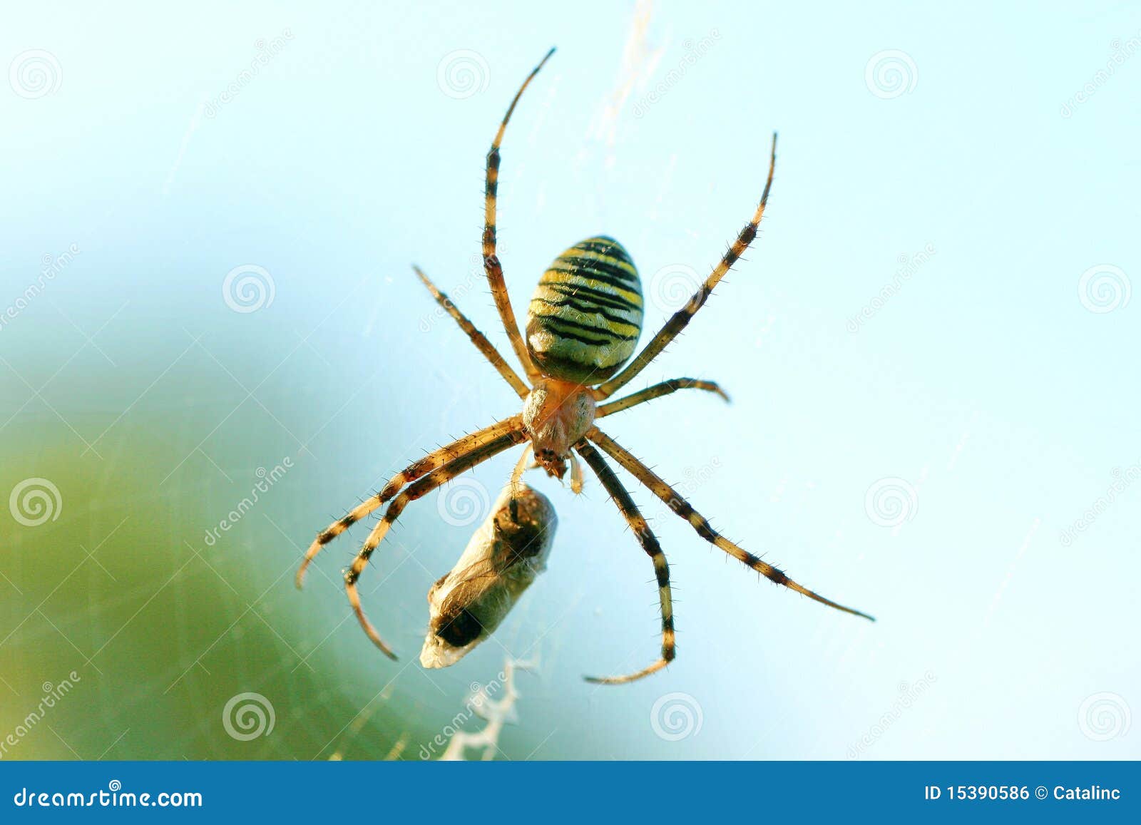 Ragno Della Vespa (bruennichi Del Argiope) Fotografia Stock - Immagine ...