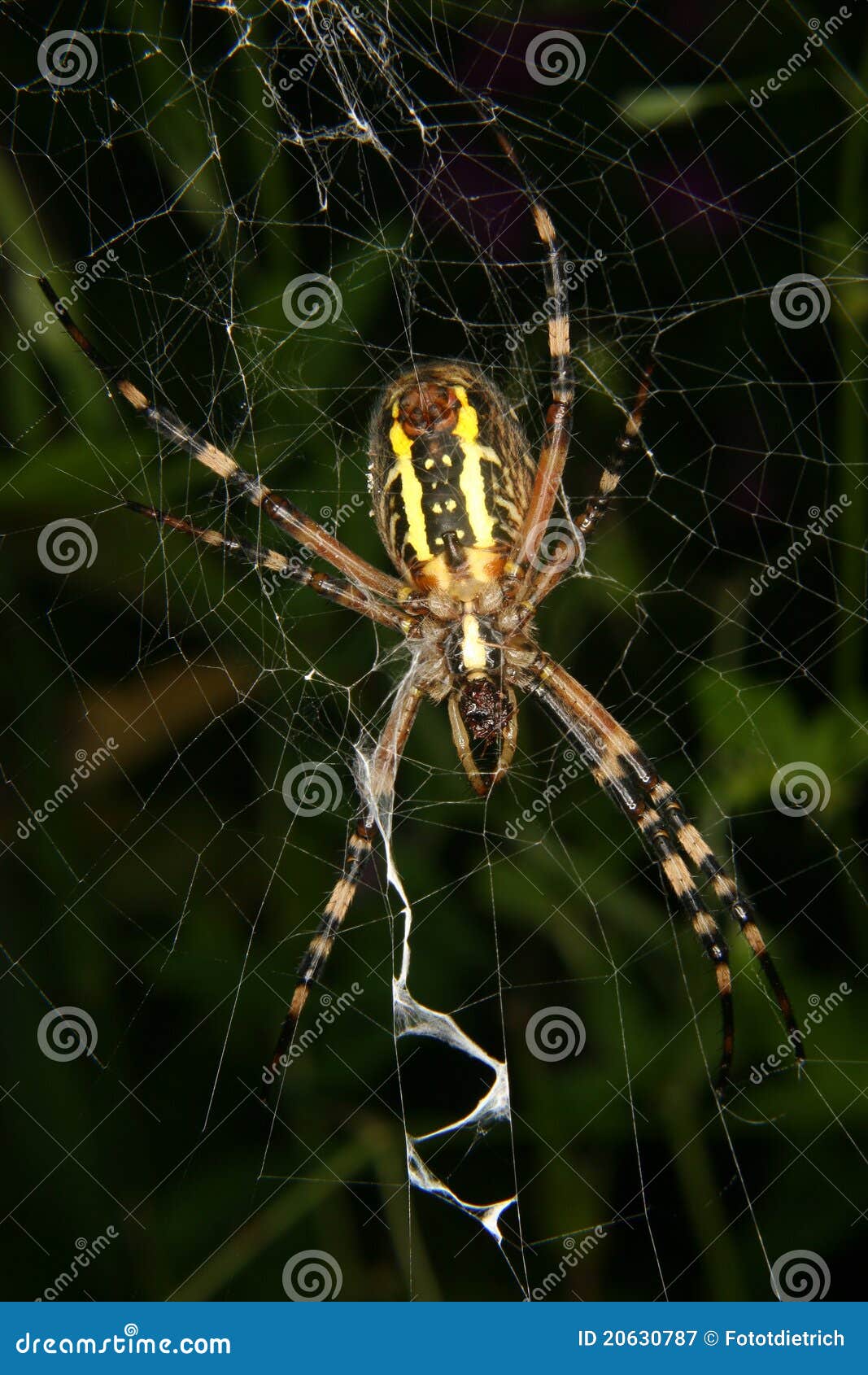 Ragno Della Vespa (bruennichi Del Argiope) Immagine Stock - Immagine di ...