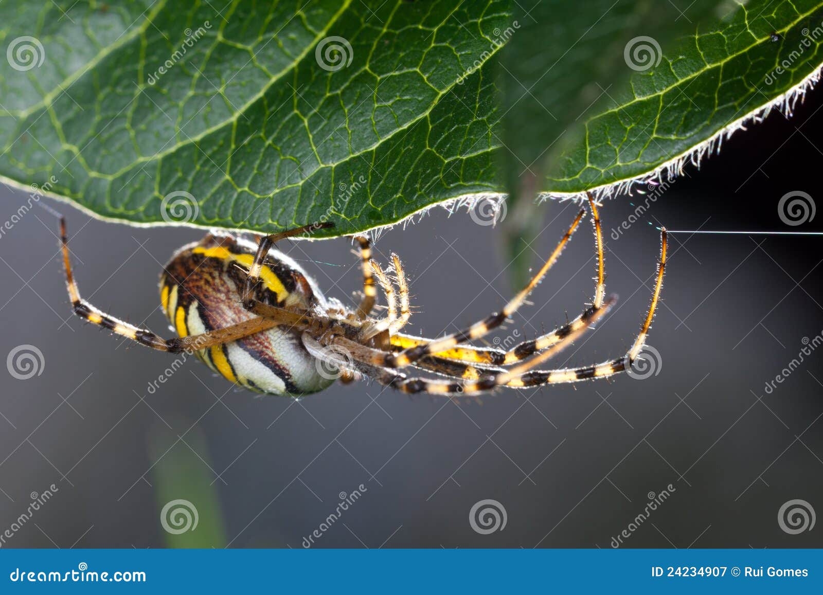 Ragno Della Vespa (bruennichi Del Argiope) Immagine Stock - Immagine di ...
