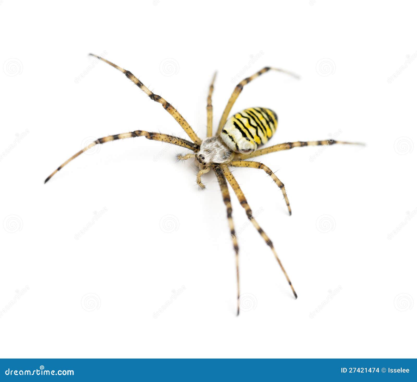 Ragno Della Vespa, Bruennichi Del Argiope Fotografia Stock - Immagine ...