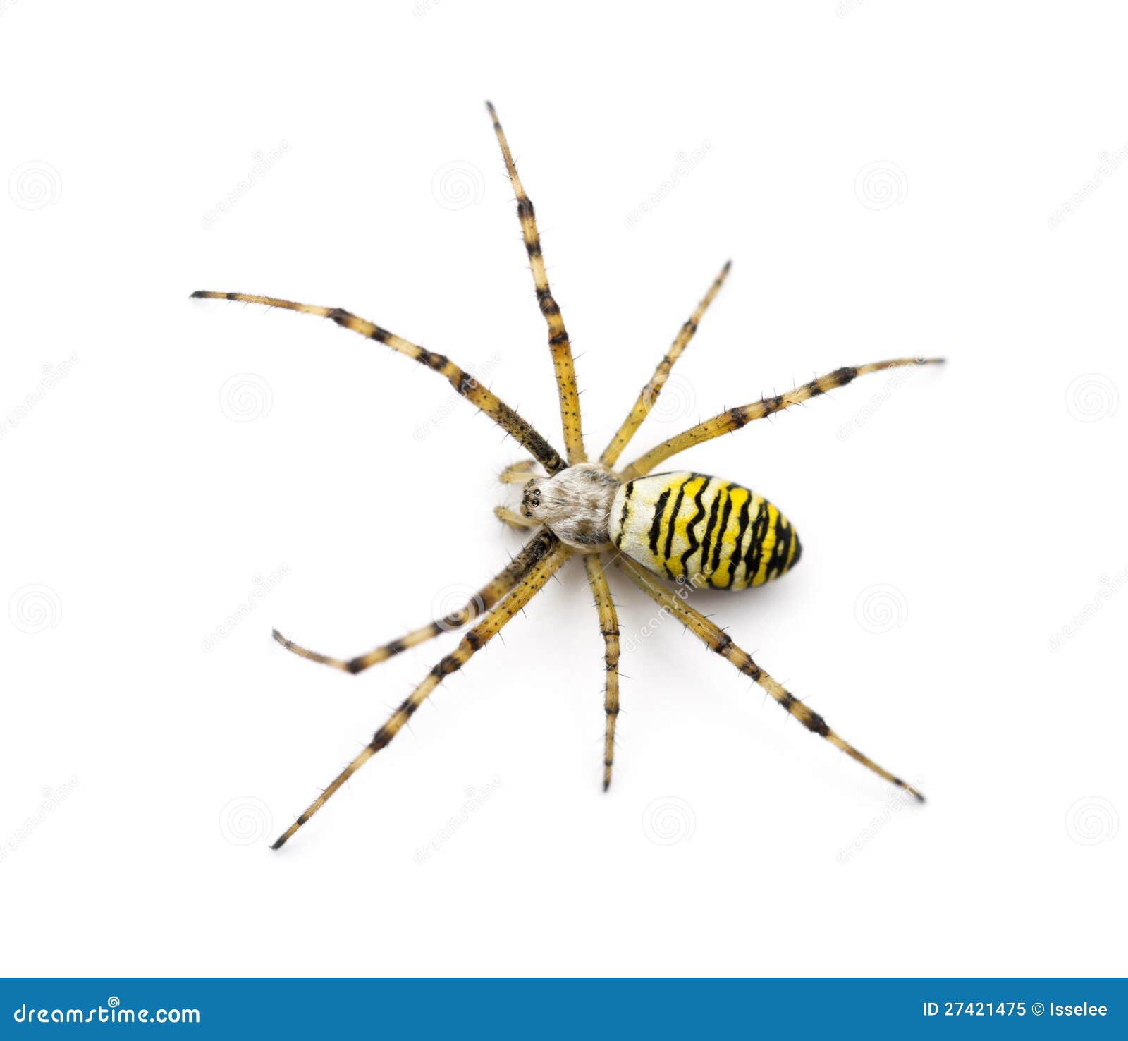 Ragno Della Vespa, Bruennichi Del Argiope Immagine Stock - Immagine di ...