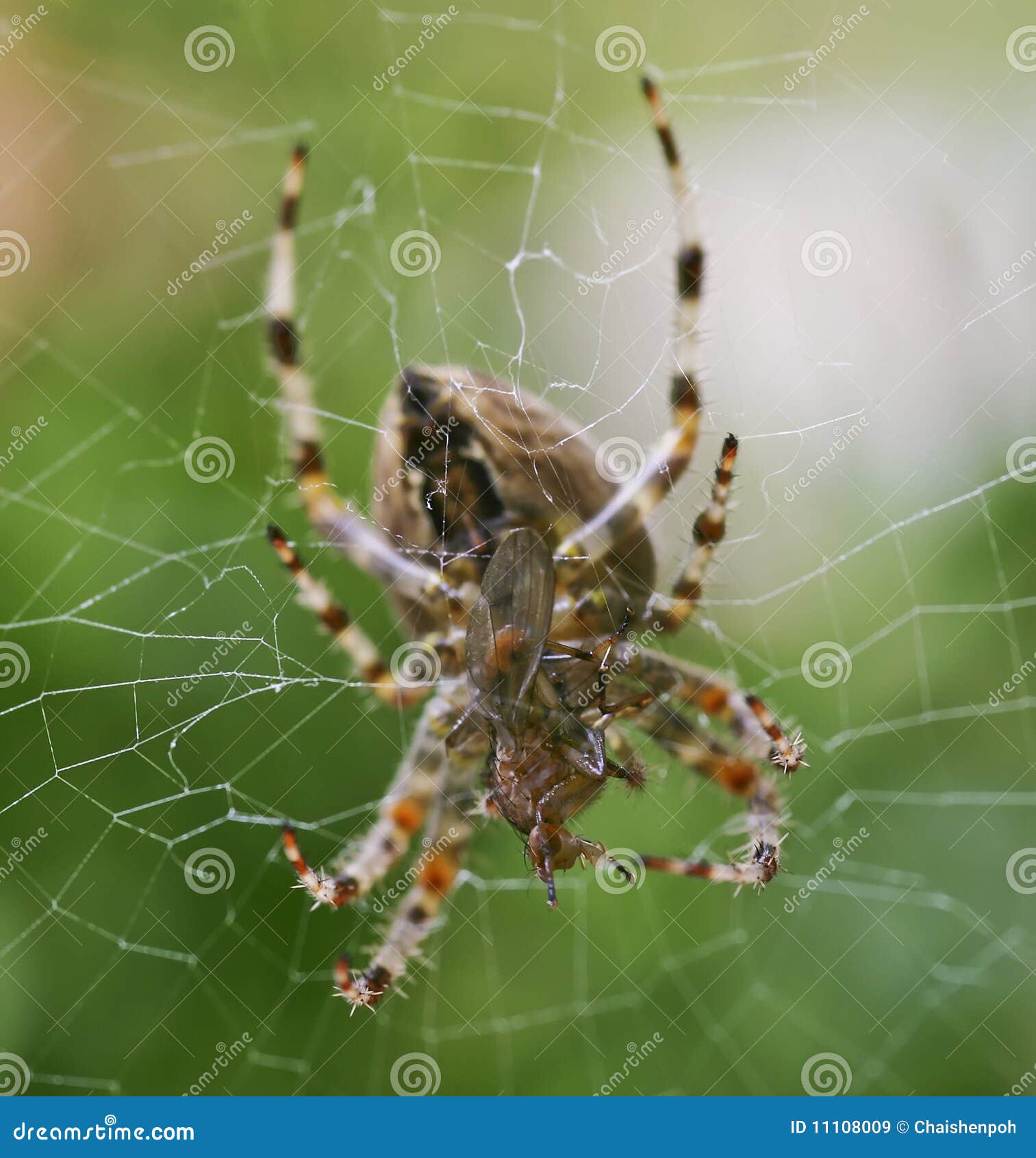 Ragno Di Giardino Della Mosca Immagine Stock - Immagine di insetto ...