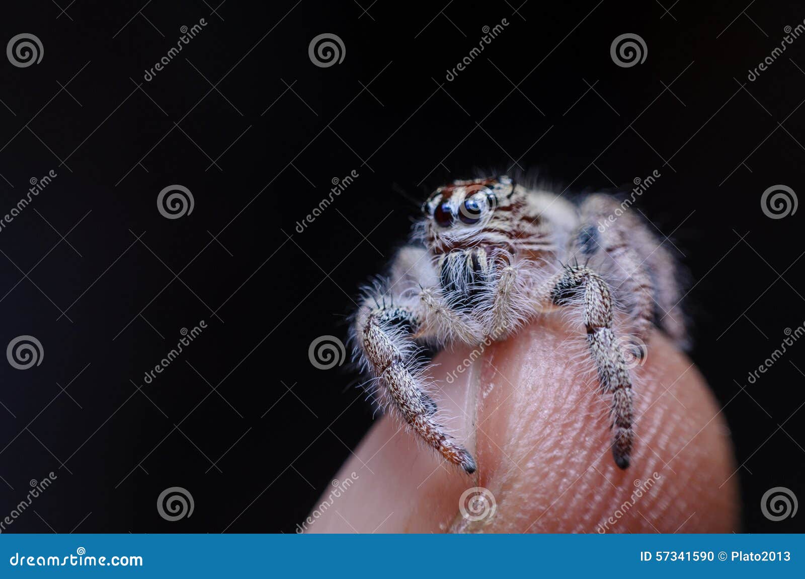 Ragno di salto fotografia stock. Immagine di colorato - 57341590